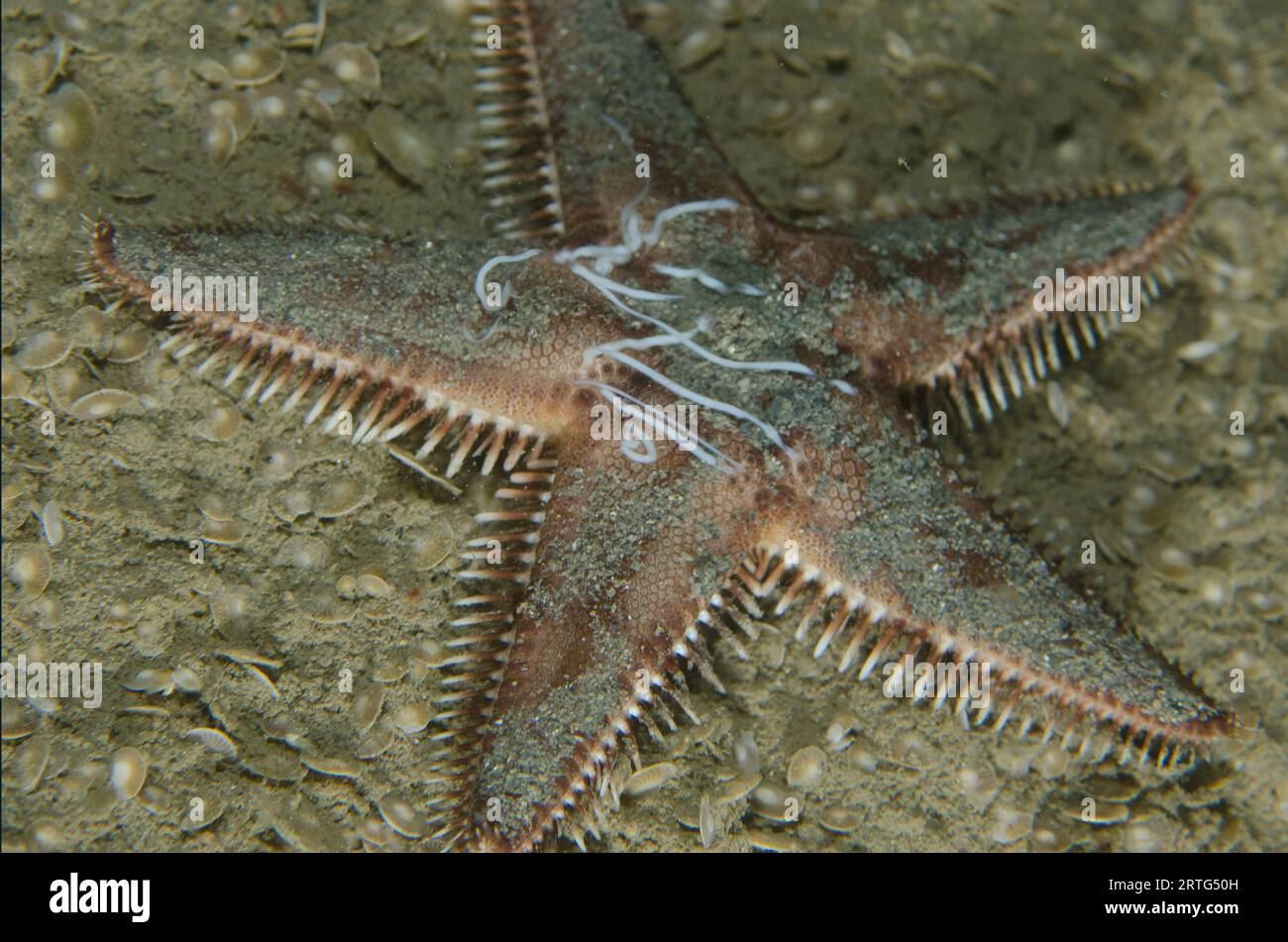 Spawning Granulated Sand Star, Astropecten sp, night dive, Tasi Tolu ...