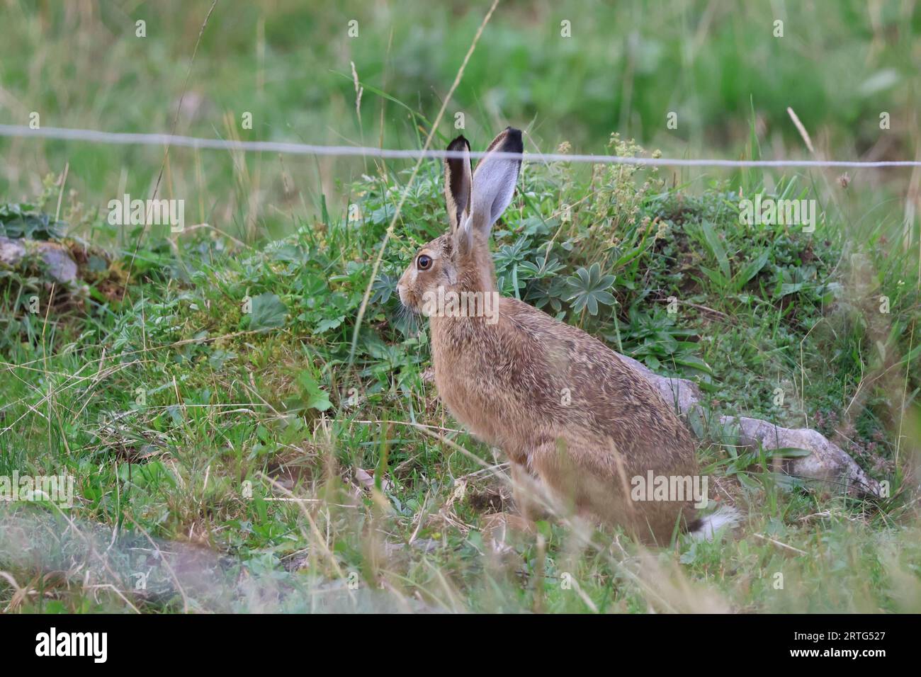 Rabbit on grass Stock Photo - Alamy