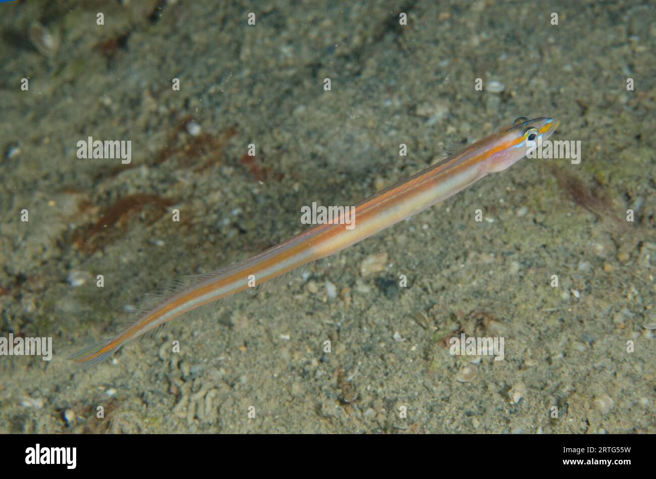 Orange-striped Wormfish, Gunnellichthys videscens, night dive, Tasi ...