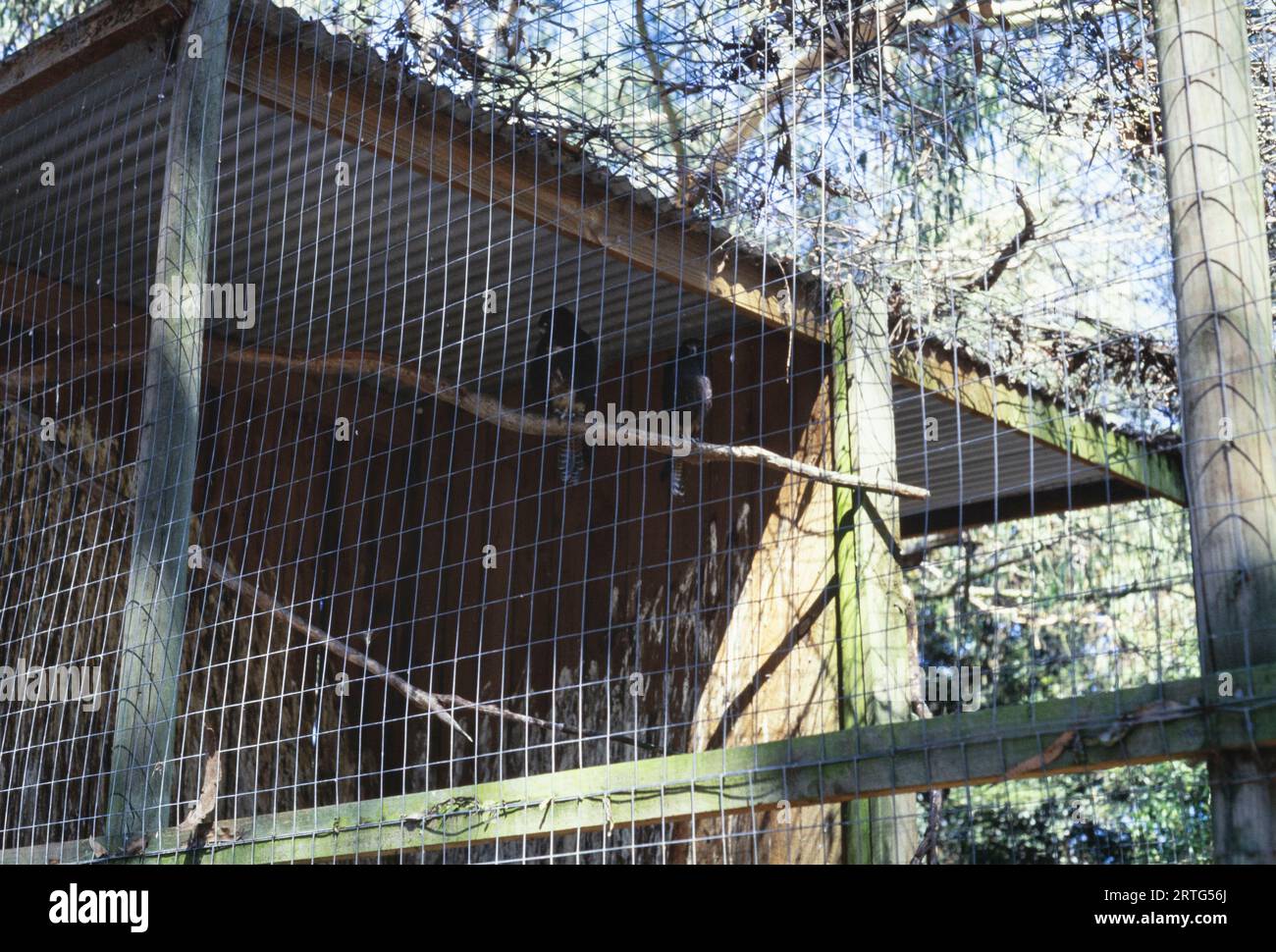 Melbourne, Australia December 1999: Historical snapshot of caged birds ...