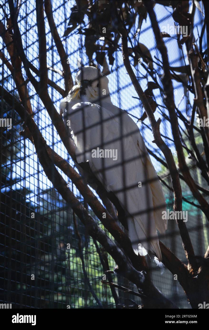 Melbourne, Australia December 1999: Historical snapshot of caged birds ...