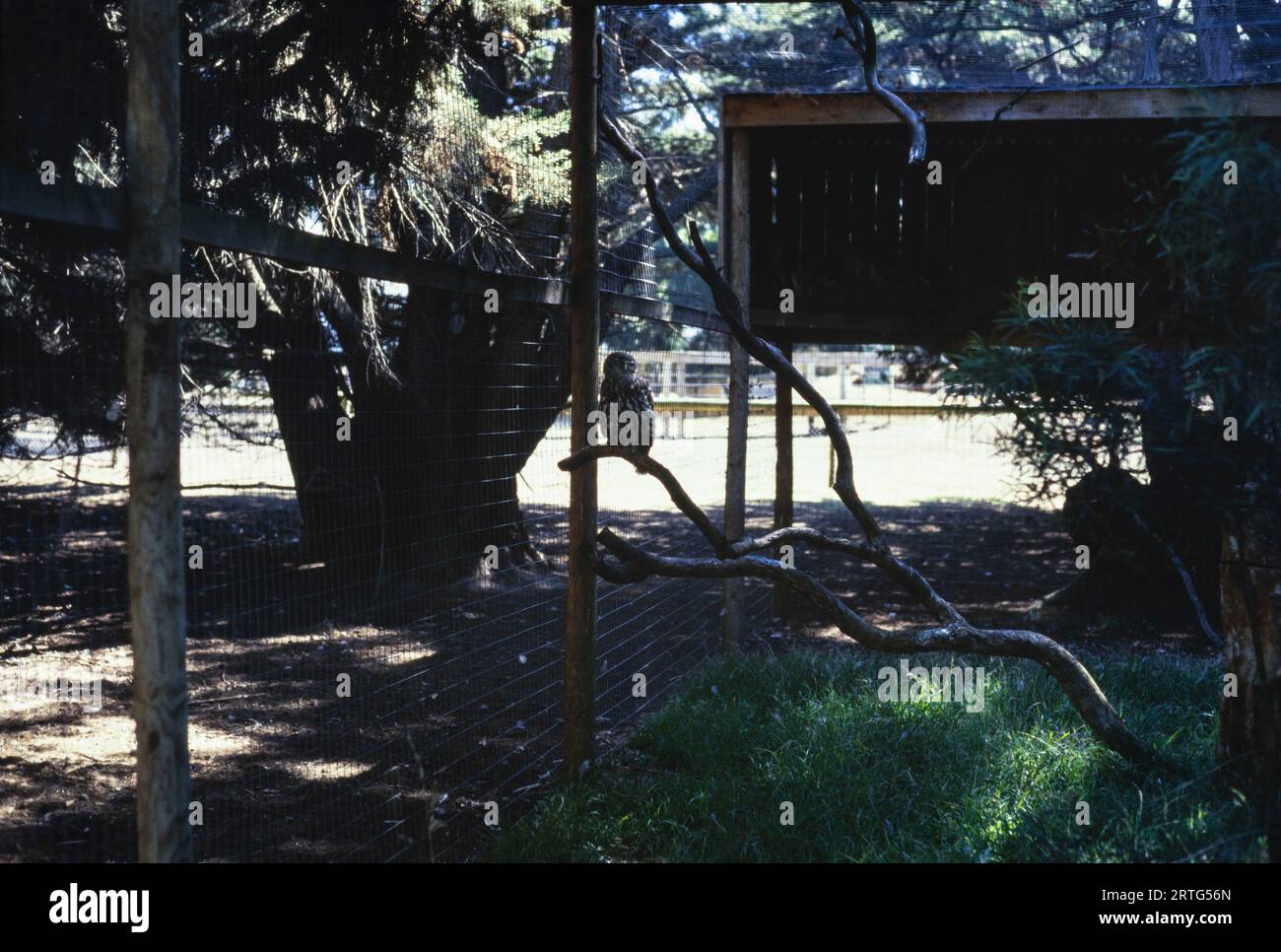 Melbourne, Australia December 1999: Historical snapshot of caged birds ...