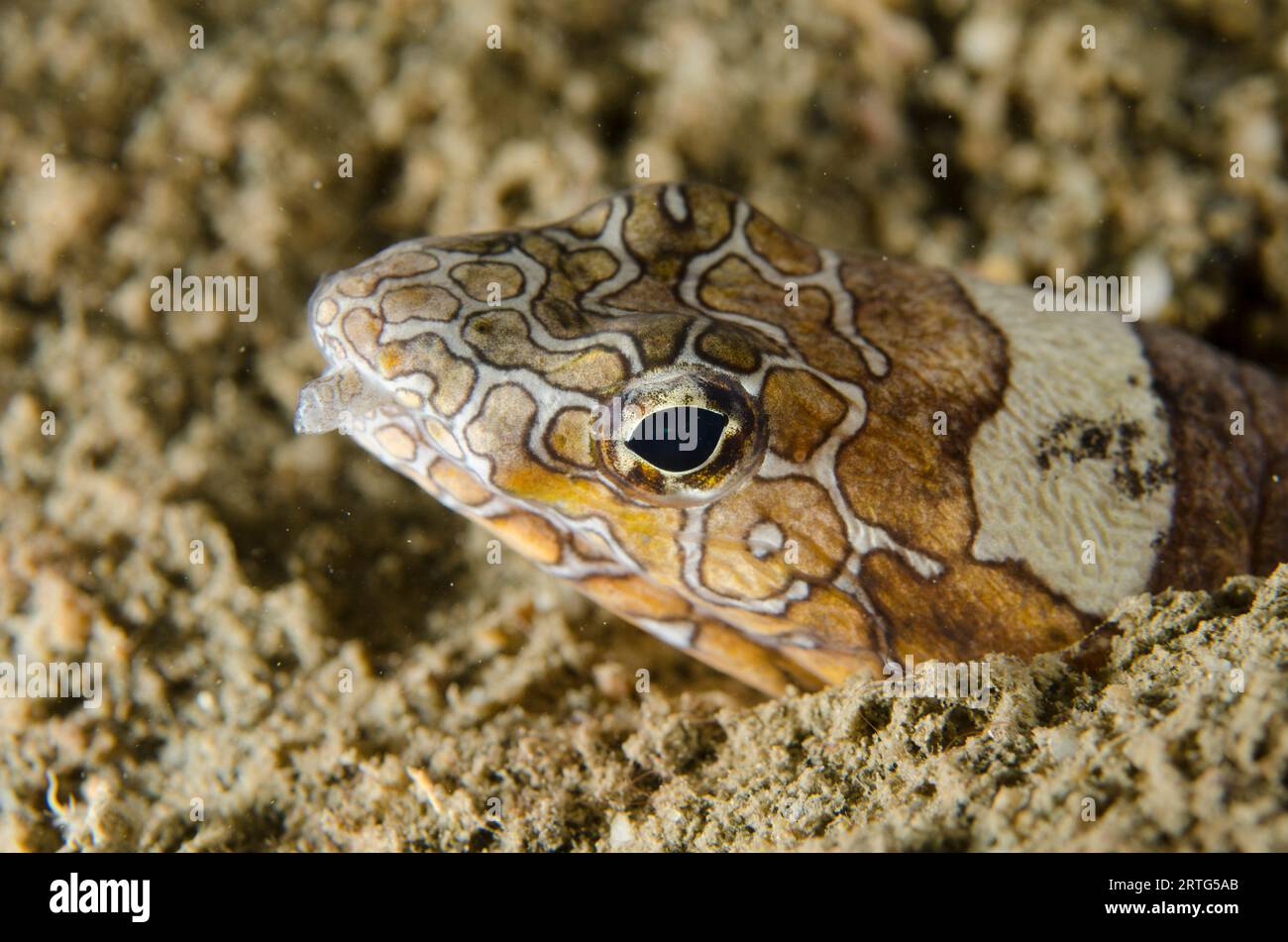 Napoleon Snake Eel, Ophichthus bonaparti, buried in black sand, Night ...