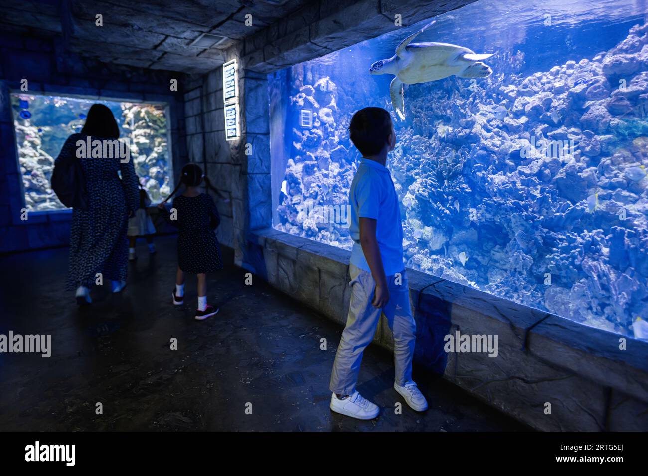 Boy looking at fishes and turtle in oceanarium. In ocean exhibit tank ...