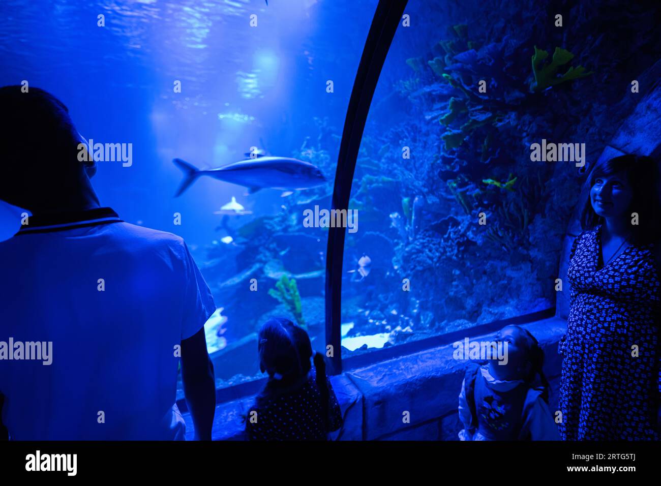 Baby shark mother shark hi-res stock photography and images - Alamy