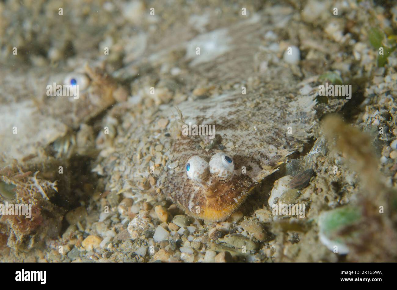 Pair of Banded Soles, Soleichthys heterorhinos, nght dive, Tasi Tolu ...