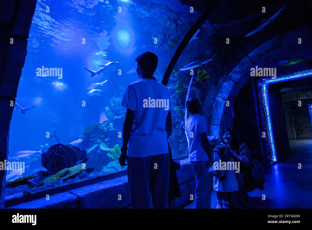 Baby shark family hi-res stock photography and images - Alamy
