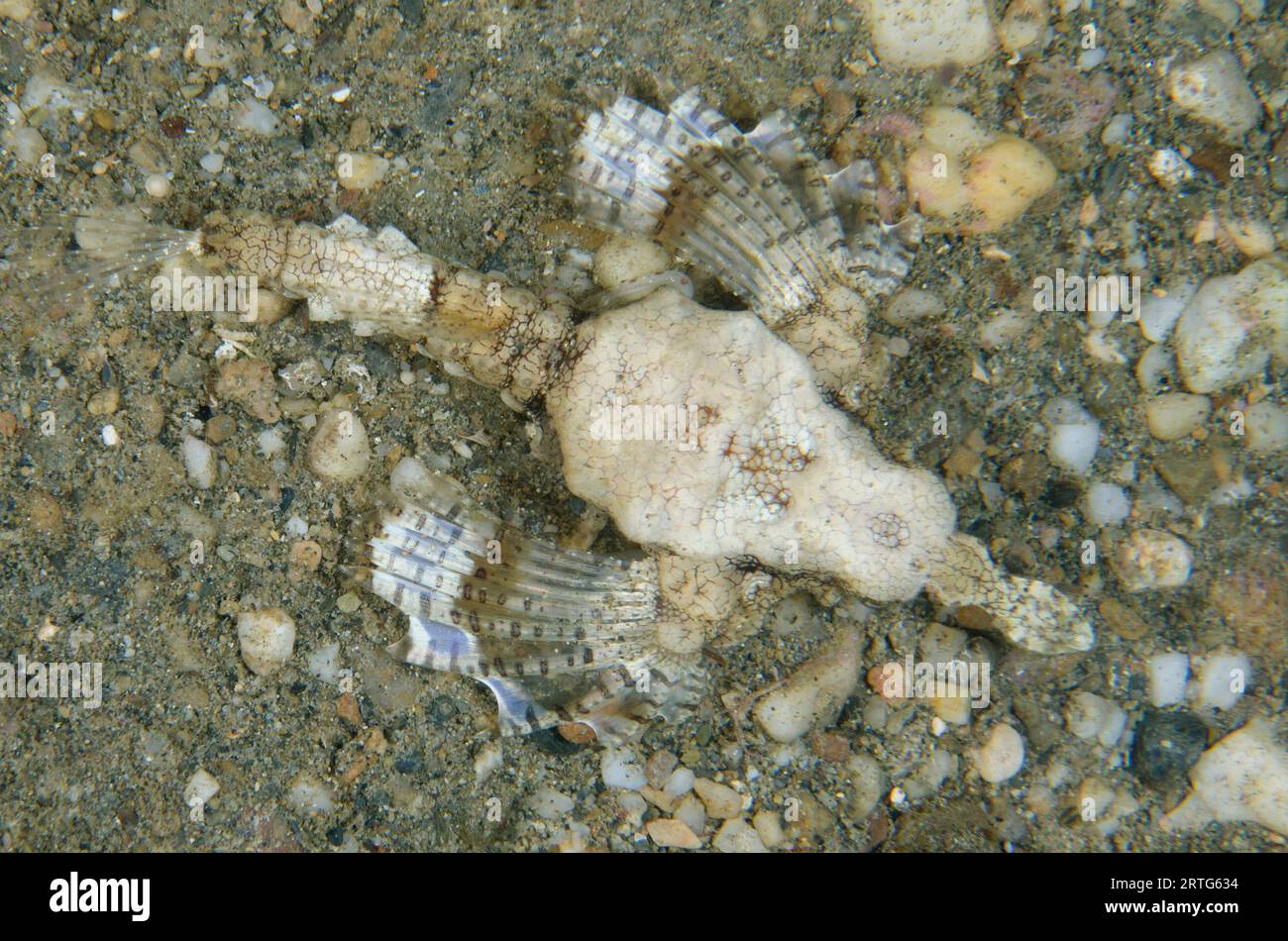 Seamoth, Eurypegasus draconis, camouflaged on sand, night dive, Tasi ...