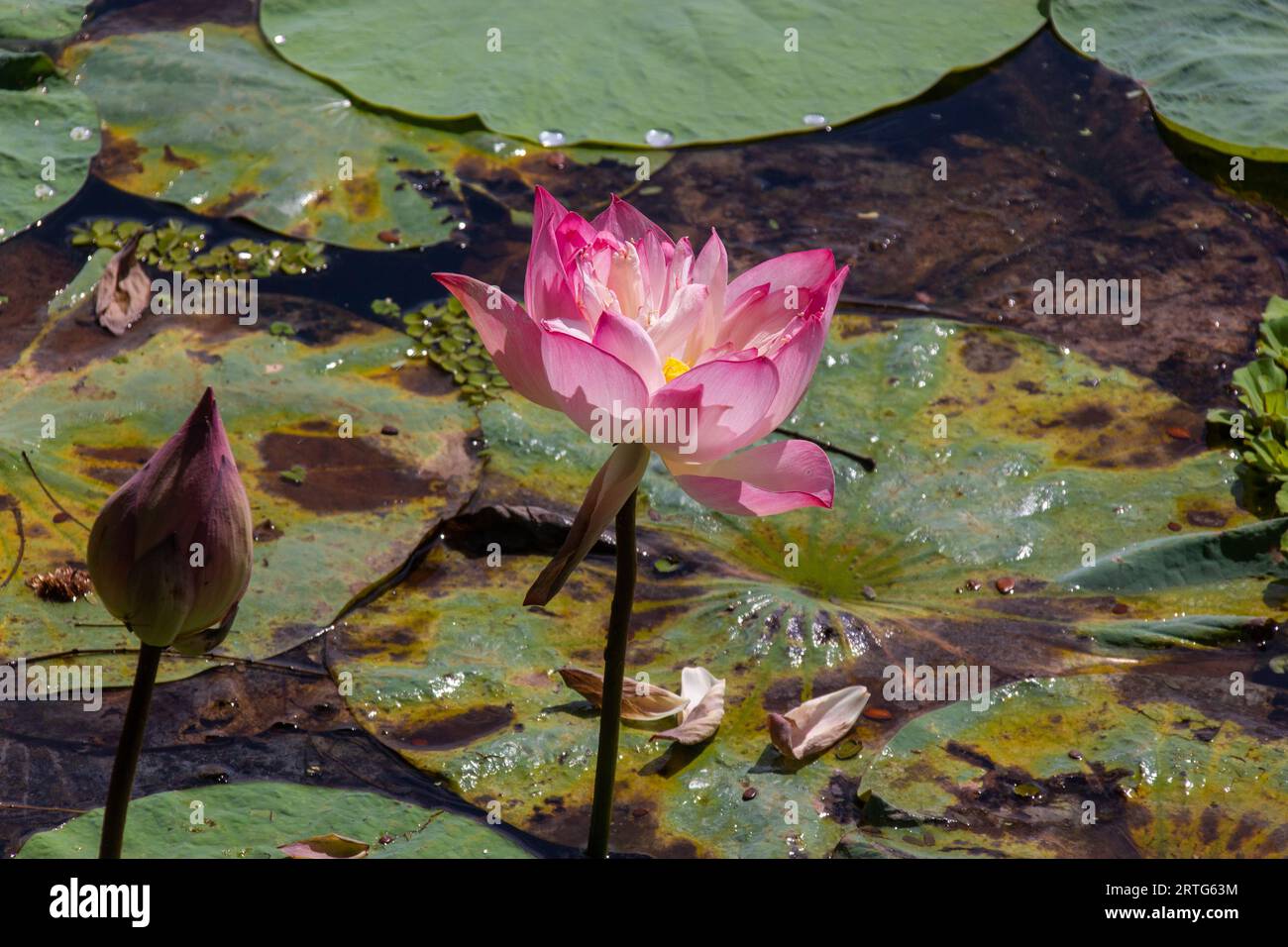 Sacred Lotus | Indian Lotus | Nelumbo Nucifera Stock Photo - Alamy