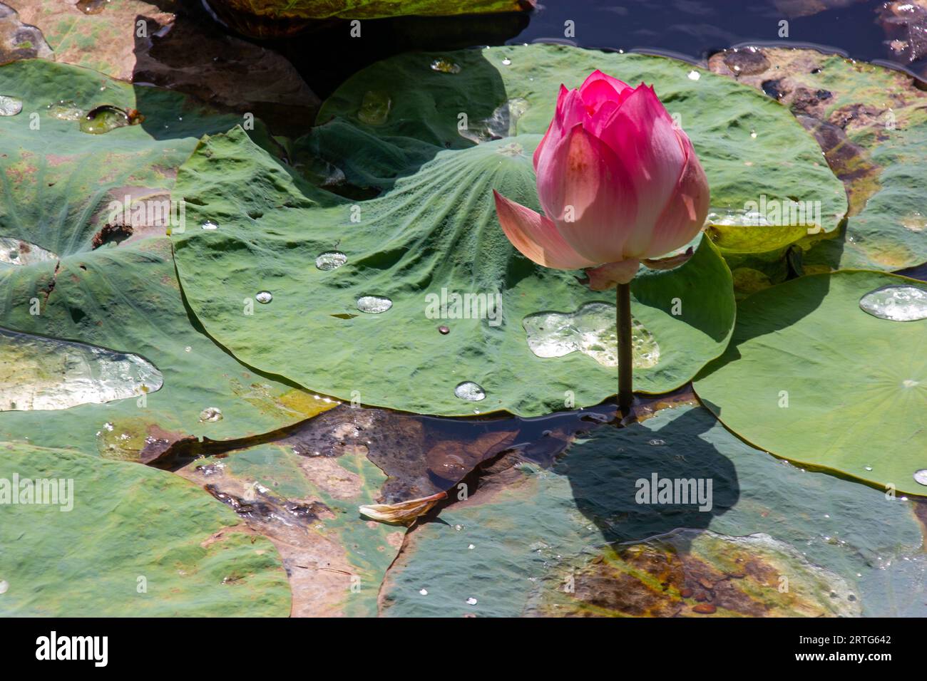 Sacred Lotus | Indian Lotus | Nelumbo Nucifera Stock Photo - Alamy