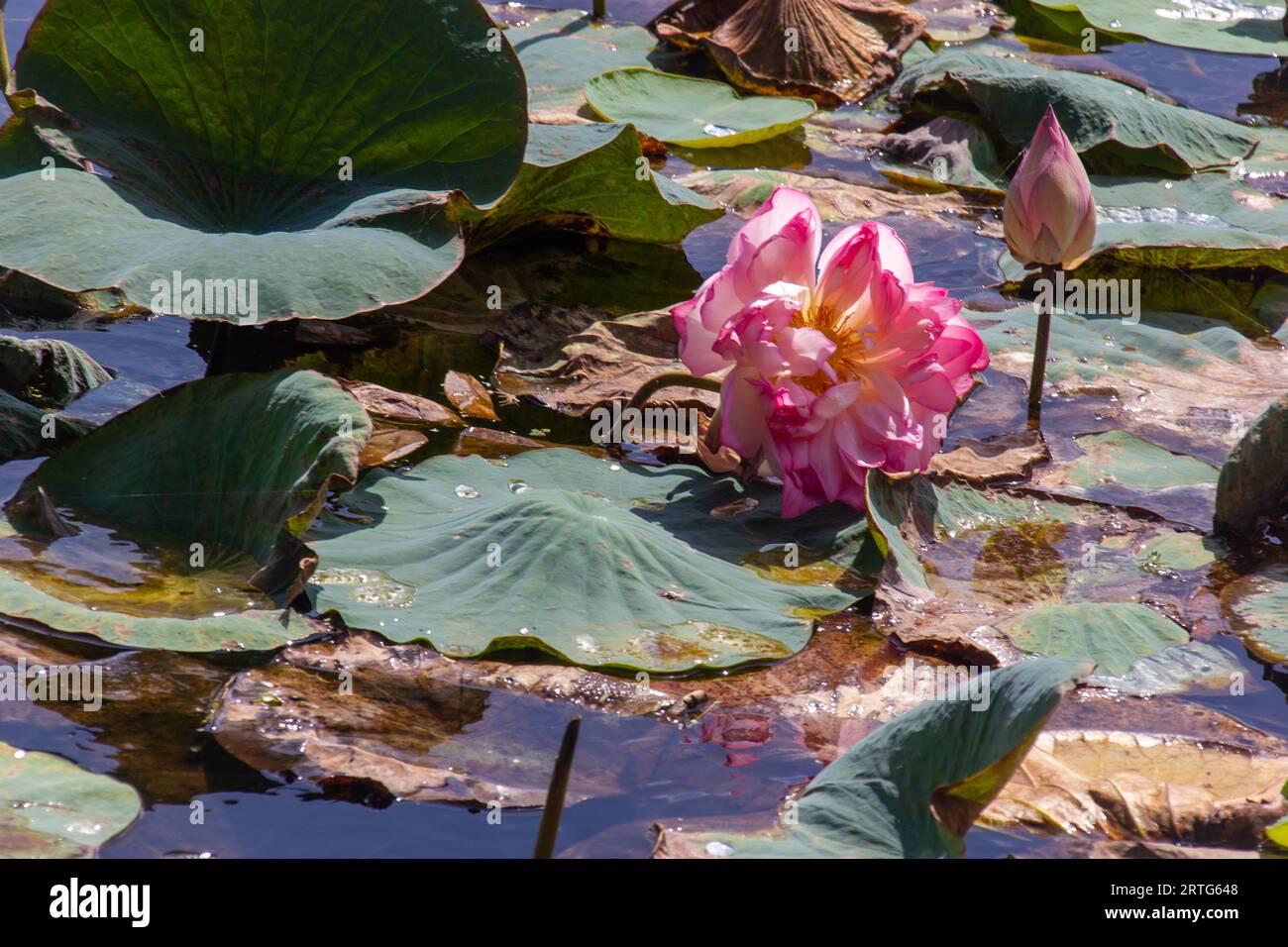 Sacred Lotus | Indian Lotus | Nelumbo Nucifera Stock Photo - Alamy