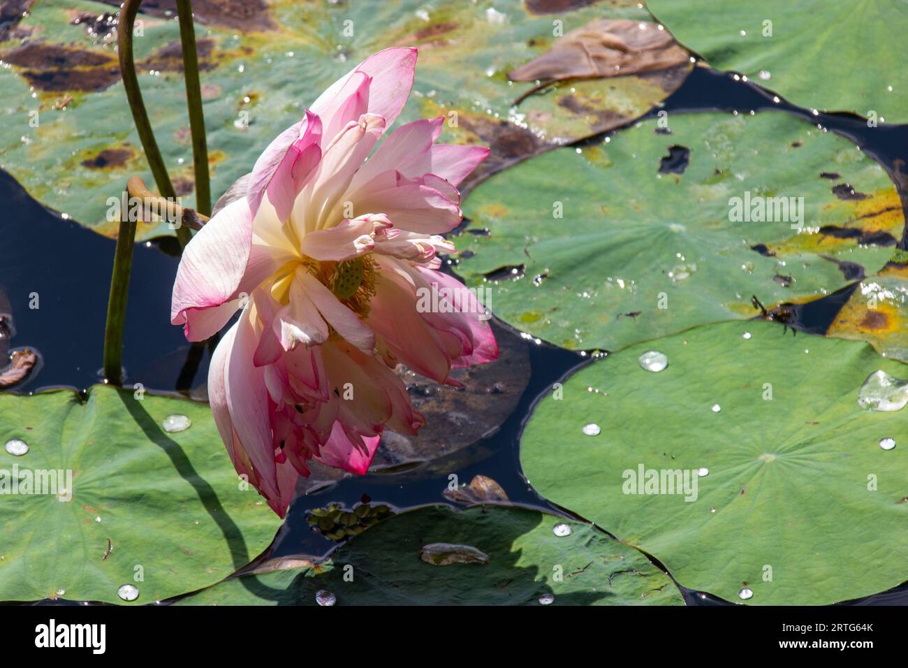 Sacred Lotus | Indian Lotus | Nelumbo Nucifera Stock Photo - Alamy
