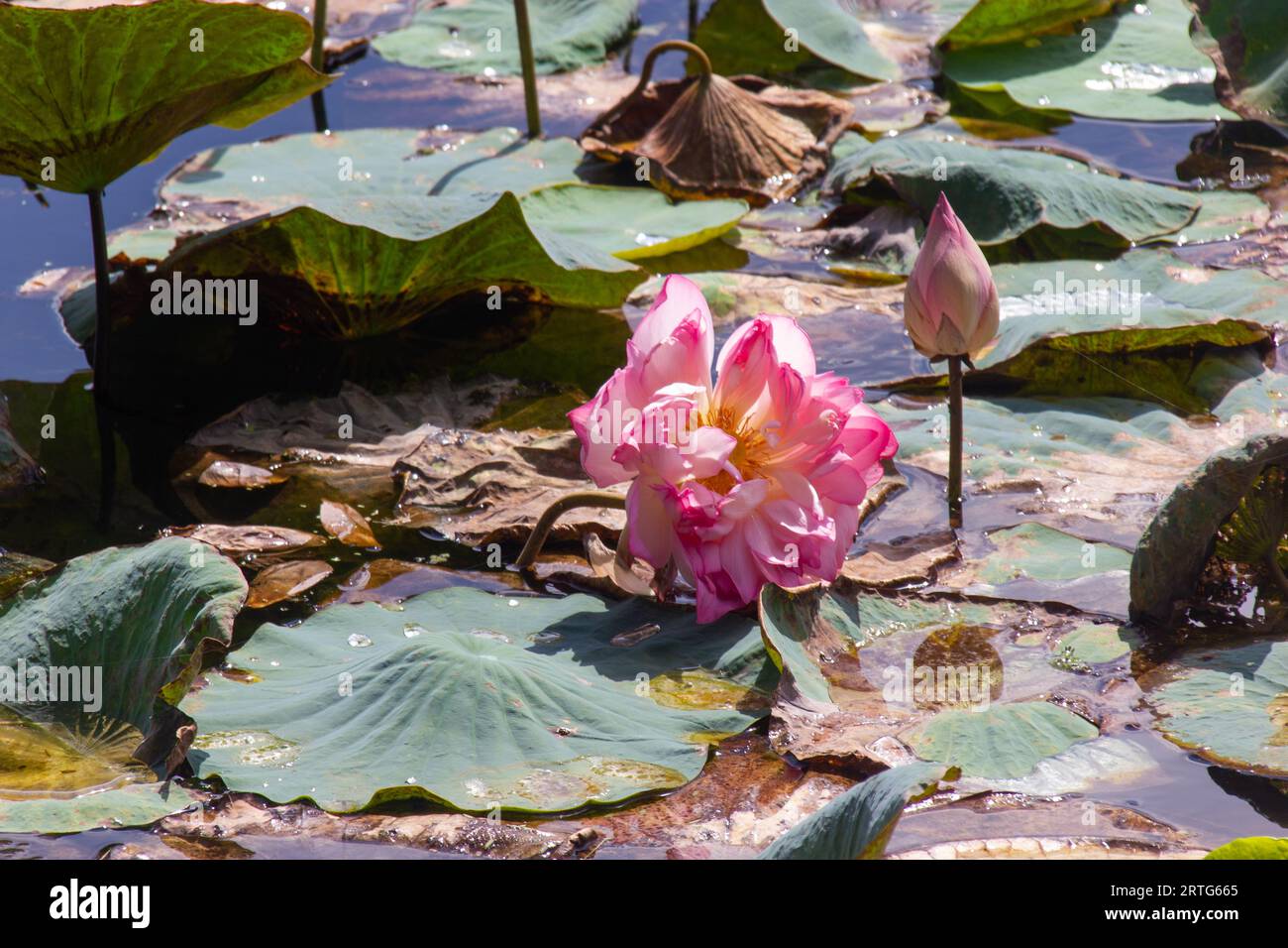 Sacred Lotus | Indian Lotus | Nelumbo Nucifera Stock Photo - Alamy