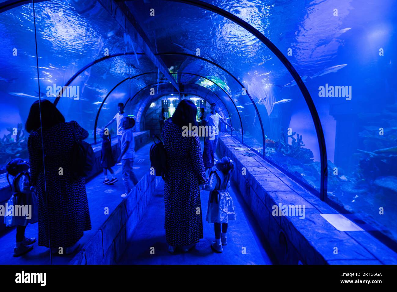 Baby shark mother shark hi-res stock photography and images - Alamy