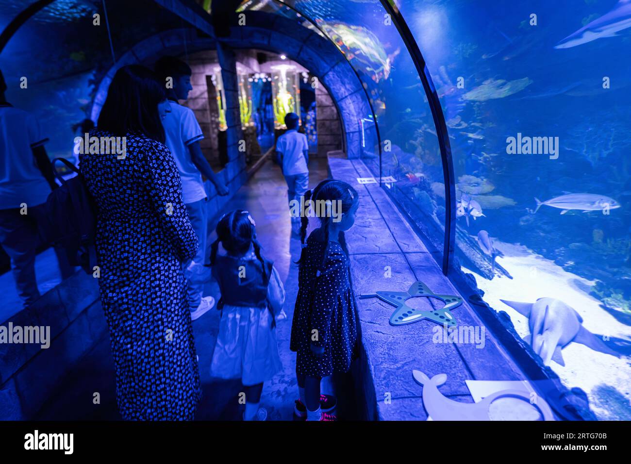 Baby shark mother shark hi-res stock photography and images - Alamy