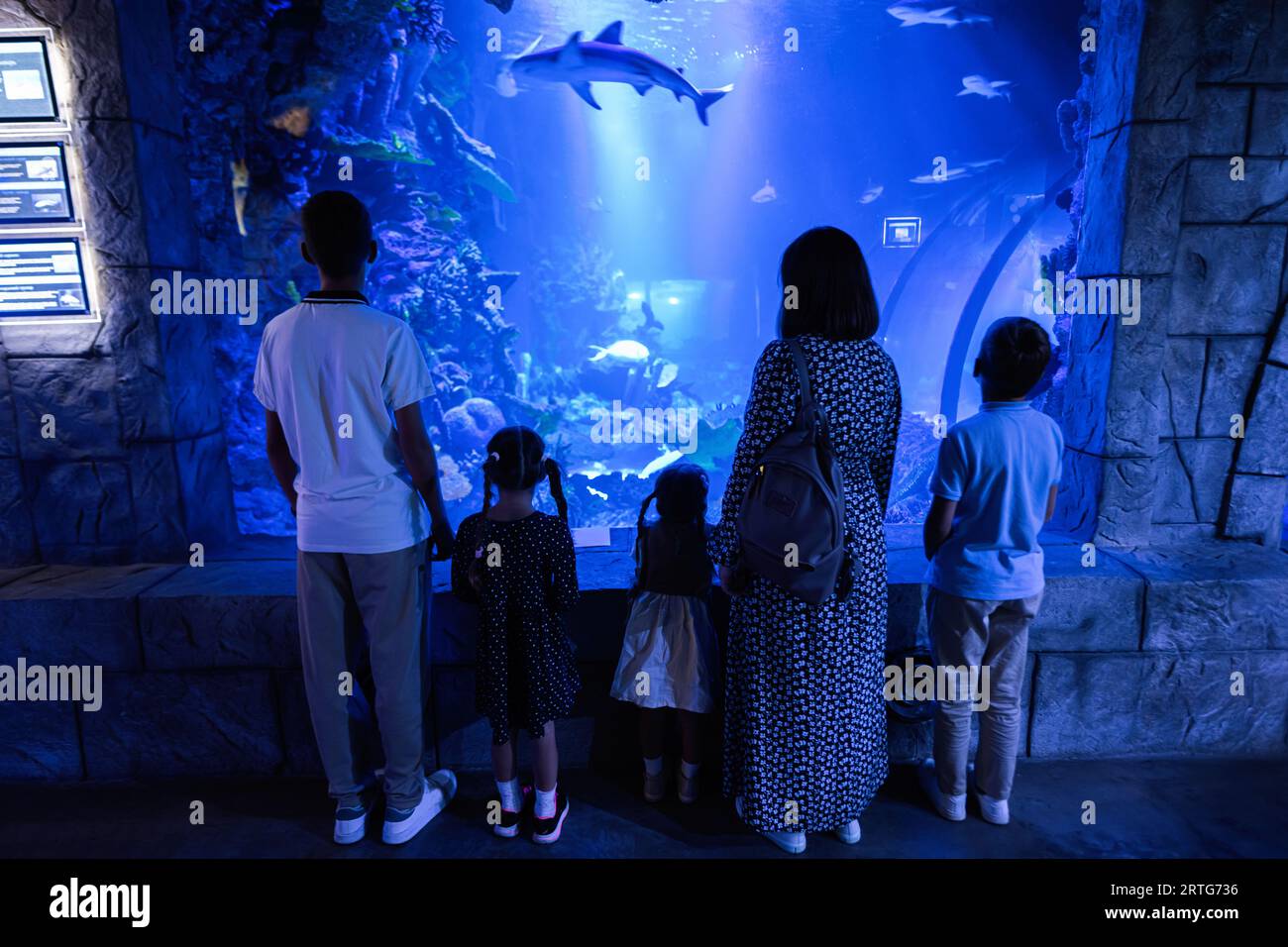Baby shark family hi-res stock photography and images - Alamy