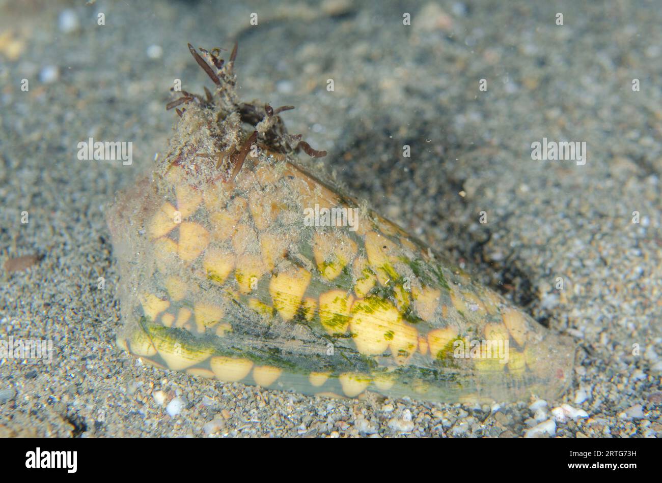 Marble Cone Shell, Conus mermoreus, on sand, night dive, Dili Rock East ...