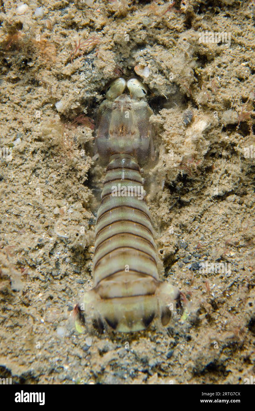 Tiger Mantis Shrimp, Lysiosquillina maculata, night dive, Dili Rock ...