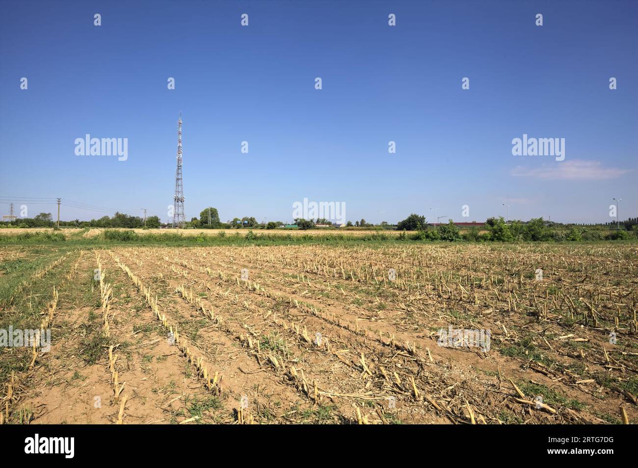 Mowed corn field on a sunny day with a radio antenna and a factory in ...