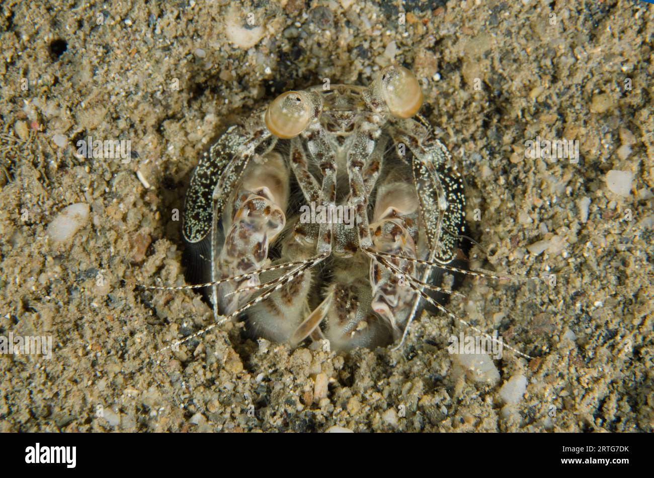 Tiger Mantis Shrimp, Lysiosquillina maculata, in burrow in sand, Night ...