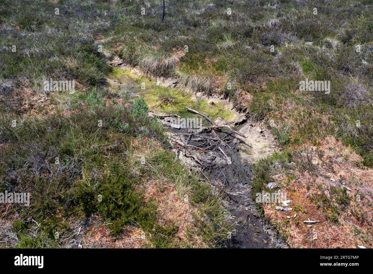 Dried bog eye in the Black Moor in the high Rhön, Bavaria, Germany ...