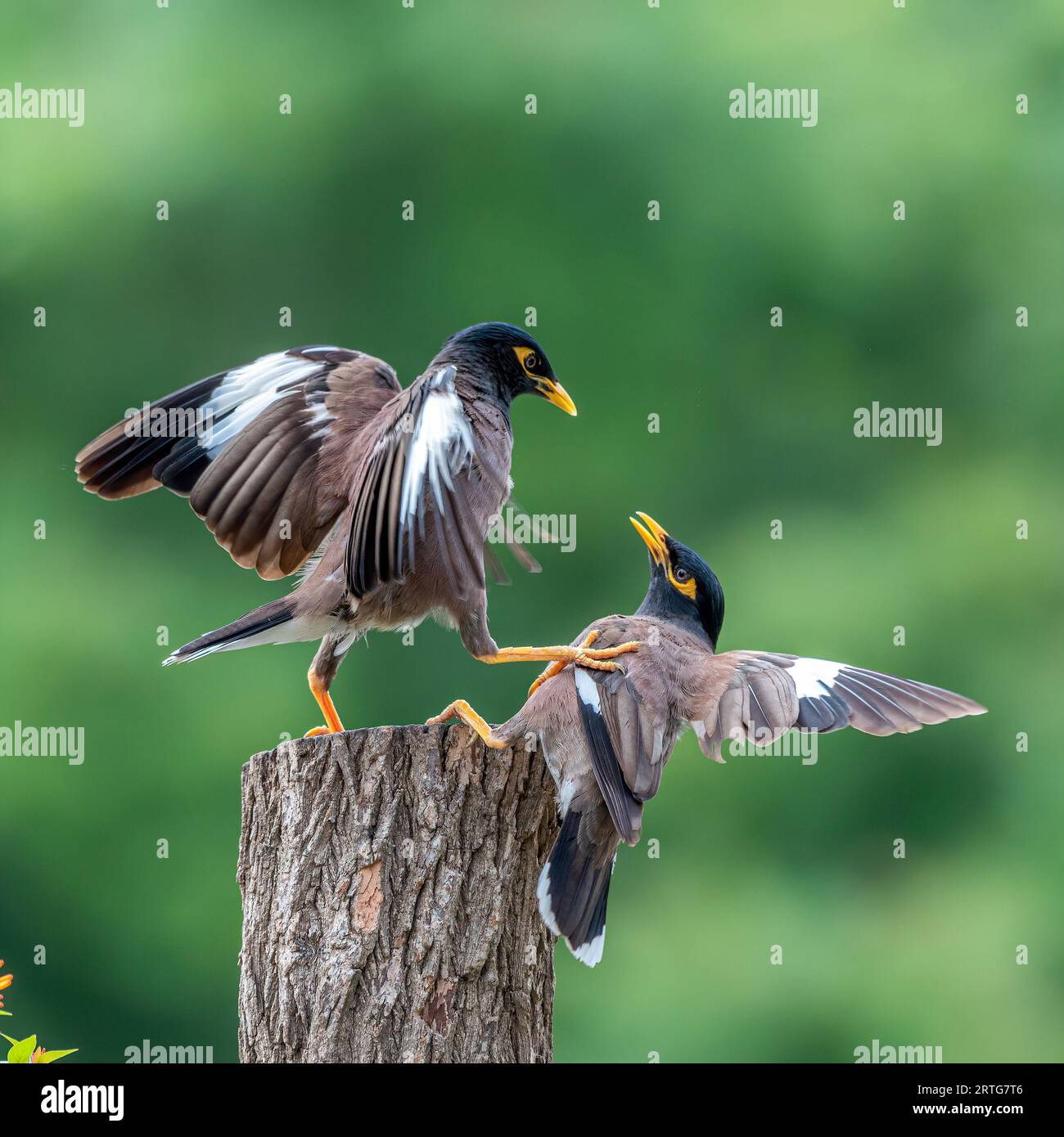 Mynas of india hi-res stock photography and images - Alamy