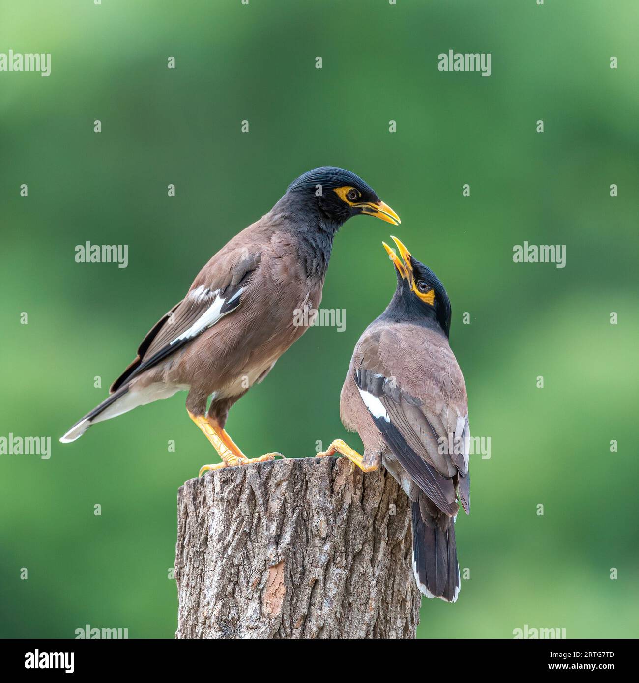 Arguing birds. Chandigarh, India: HILARIOUS images show two mynas ...