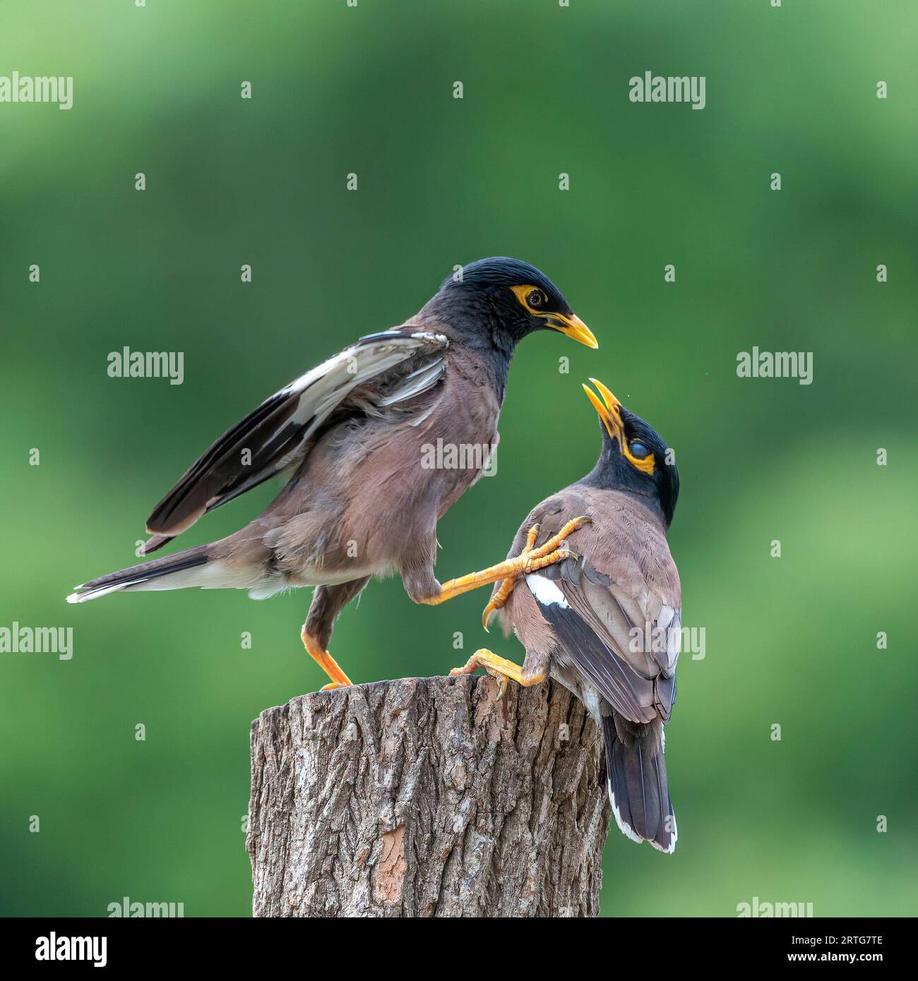 Birds fight hi-res stock photography and images - Alamy