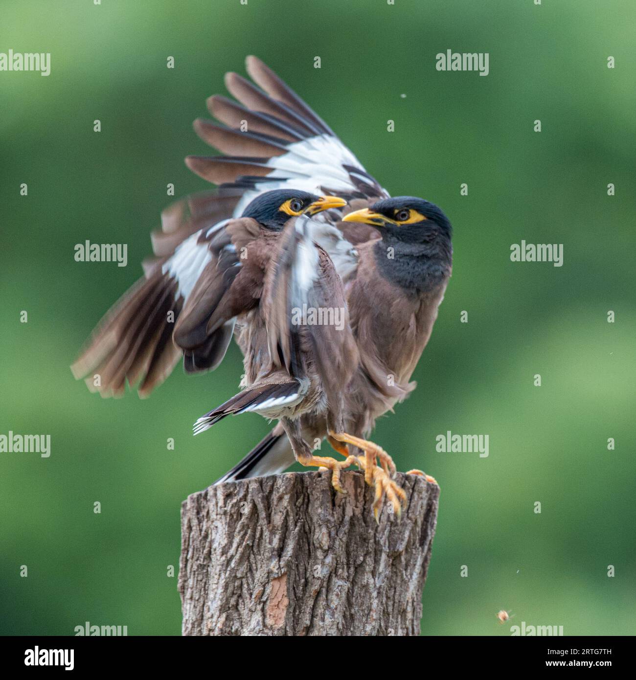 Fury birds hi-res stock photography and images - Alamy