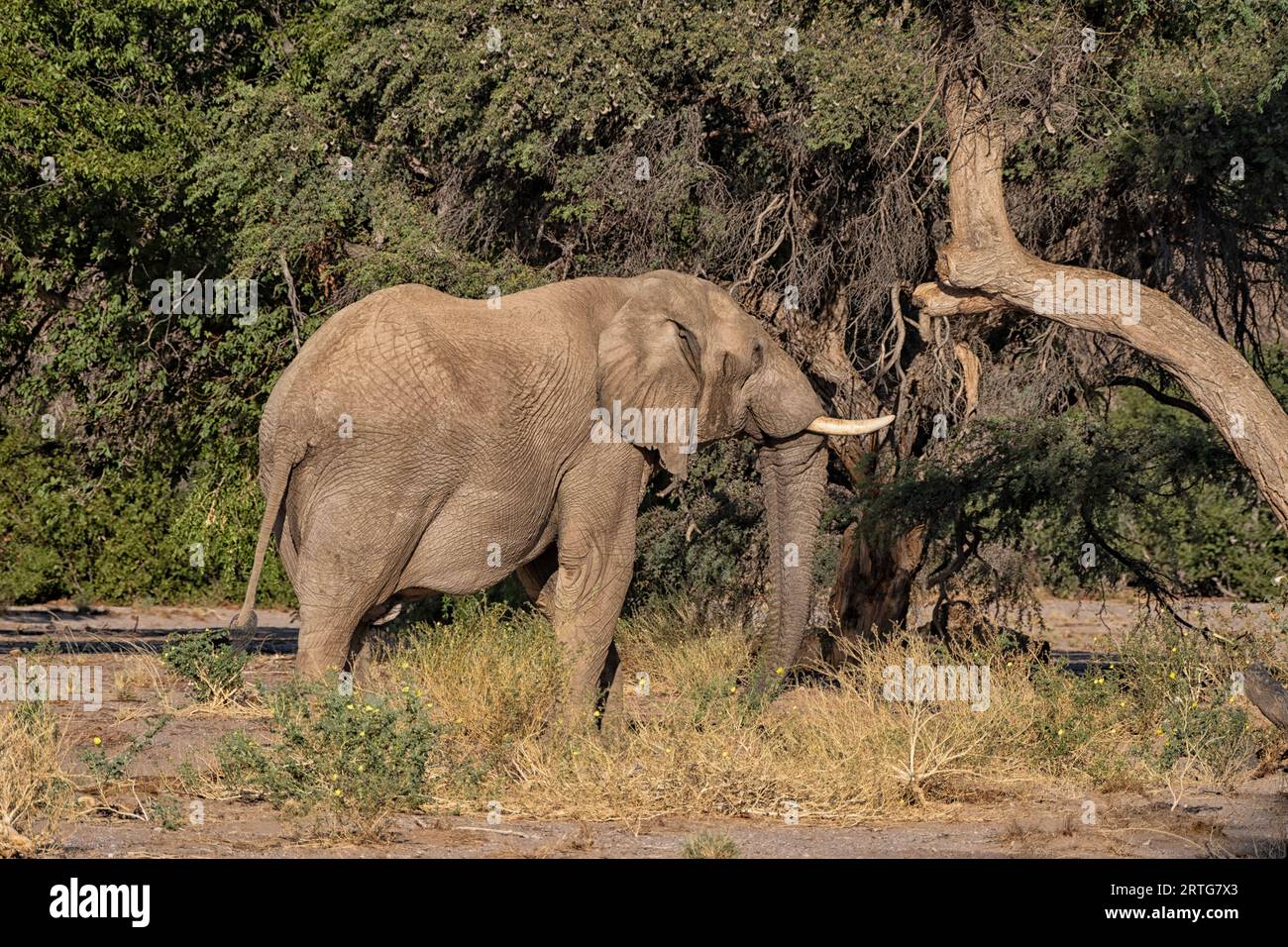 African elephant at nature reserve in Namibia standing near Acacia tree ...