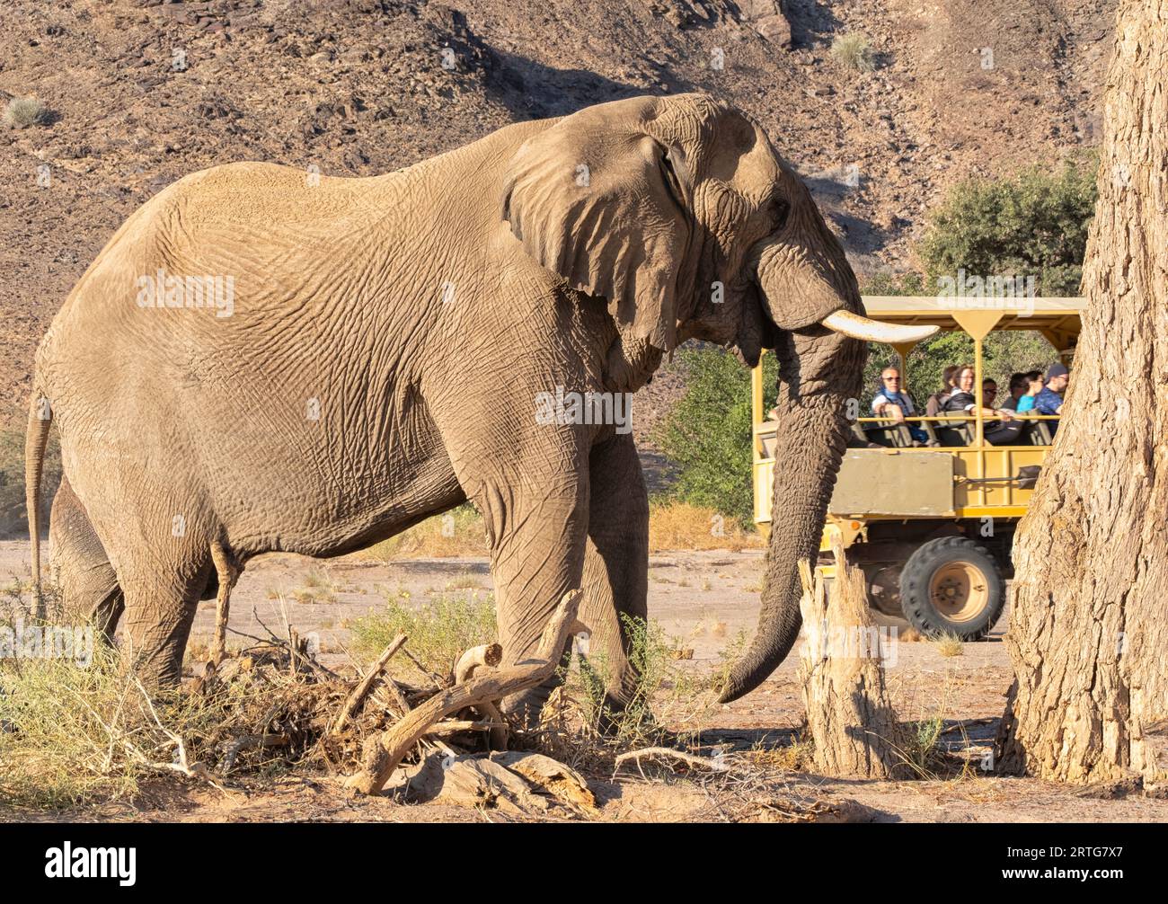 Namibia and desert elephant and dune hi-res stock photography and ...