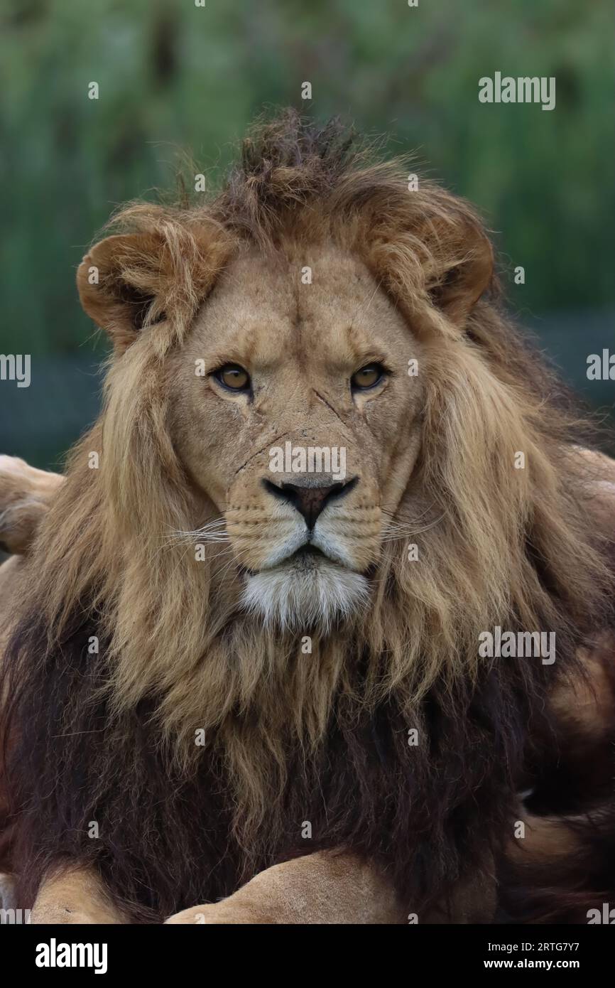 A portrait of a majestic lion with a proud, powerful stance Stock Photo ...