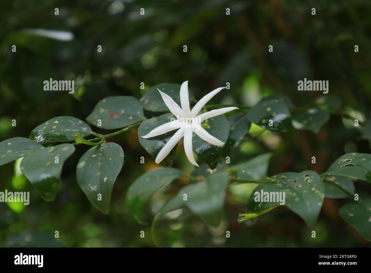 A view of the white fragrant flower of a wild jasmine vine (Jasminum ...