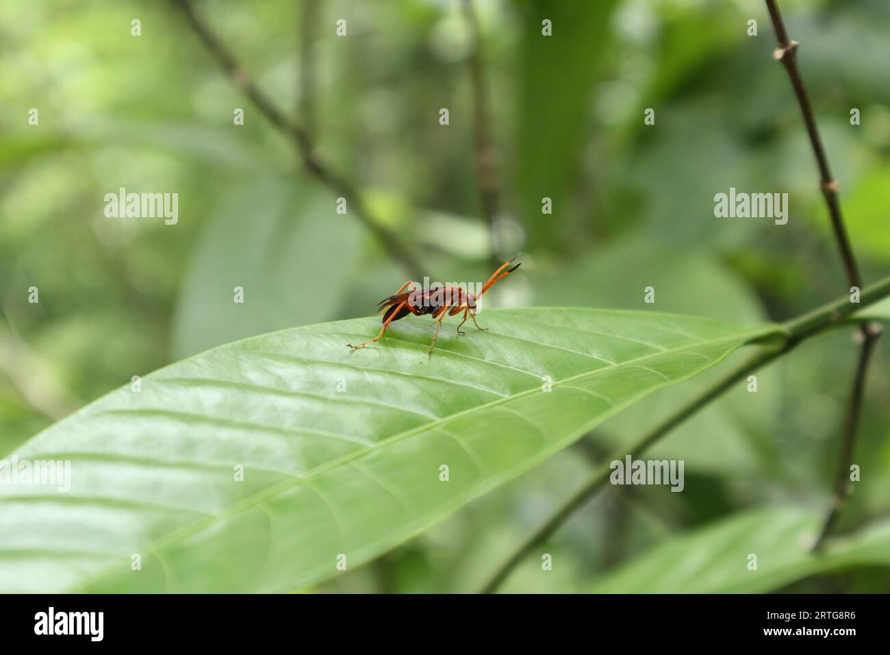A red color wasp known as the Rusty spider wasp (Tachypompilus ...