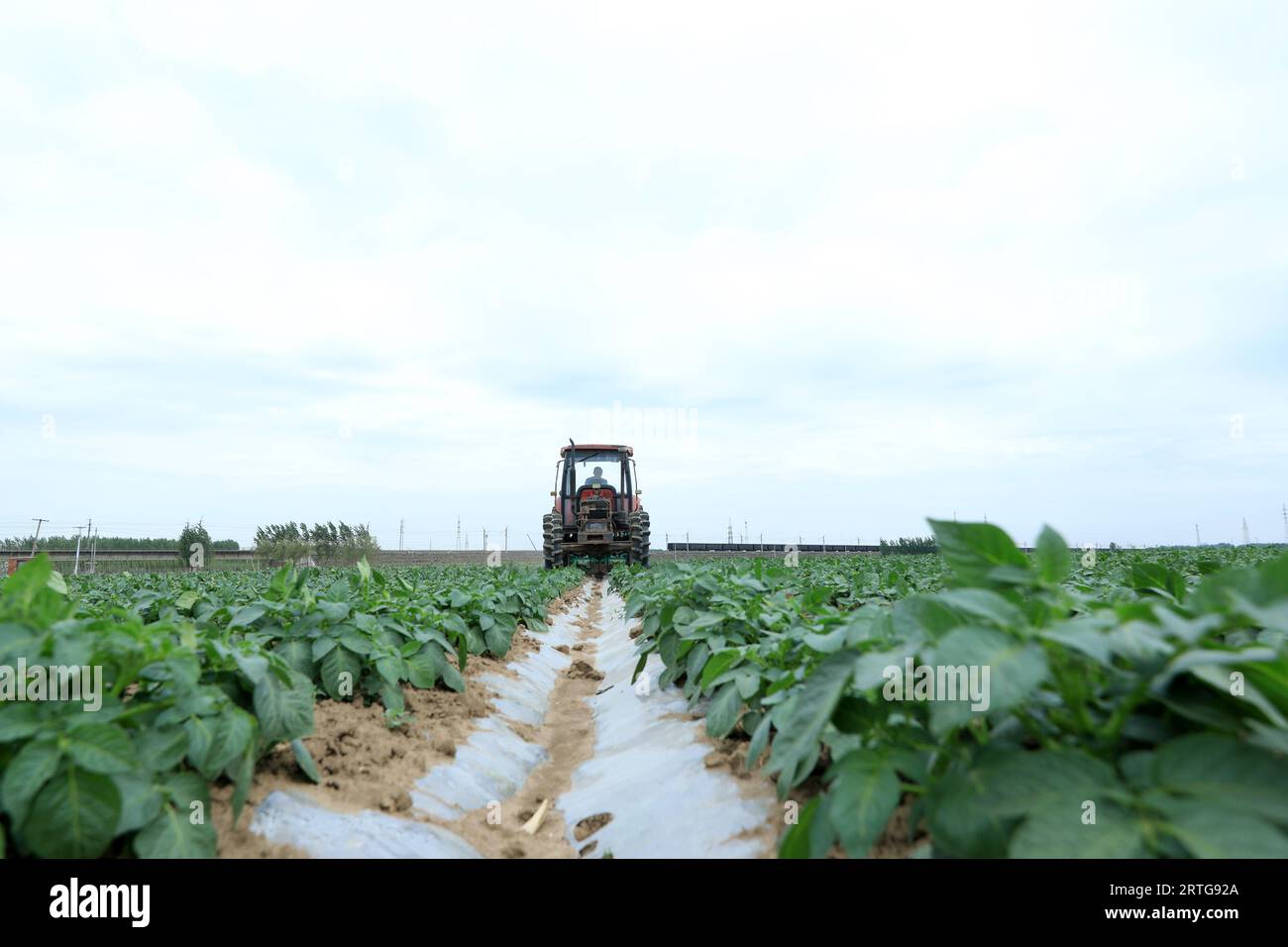 LUANNAN COUNTY, Hebei Province, China - May 5, 2019: Farmers drive ...