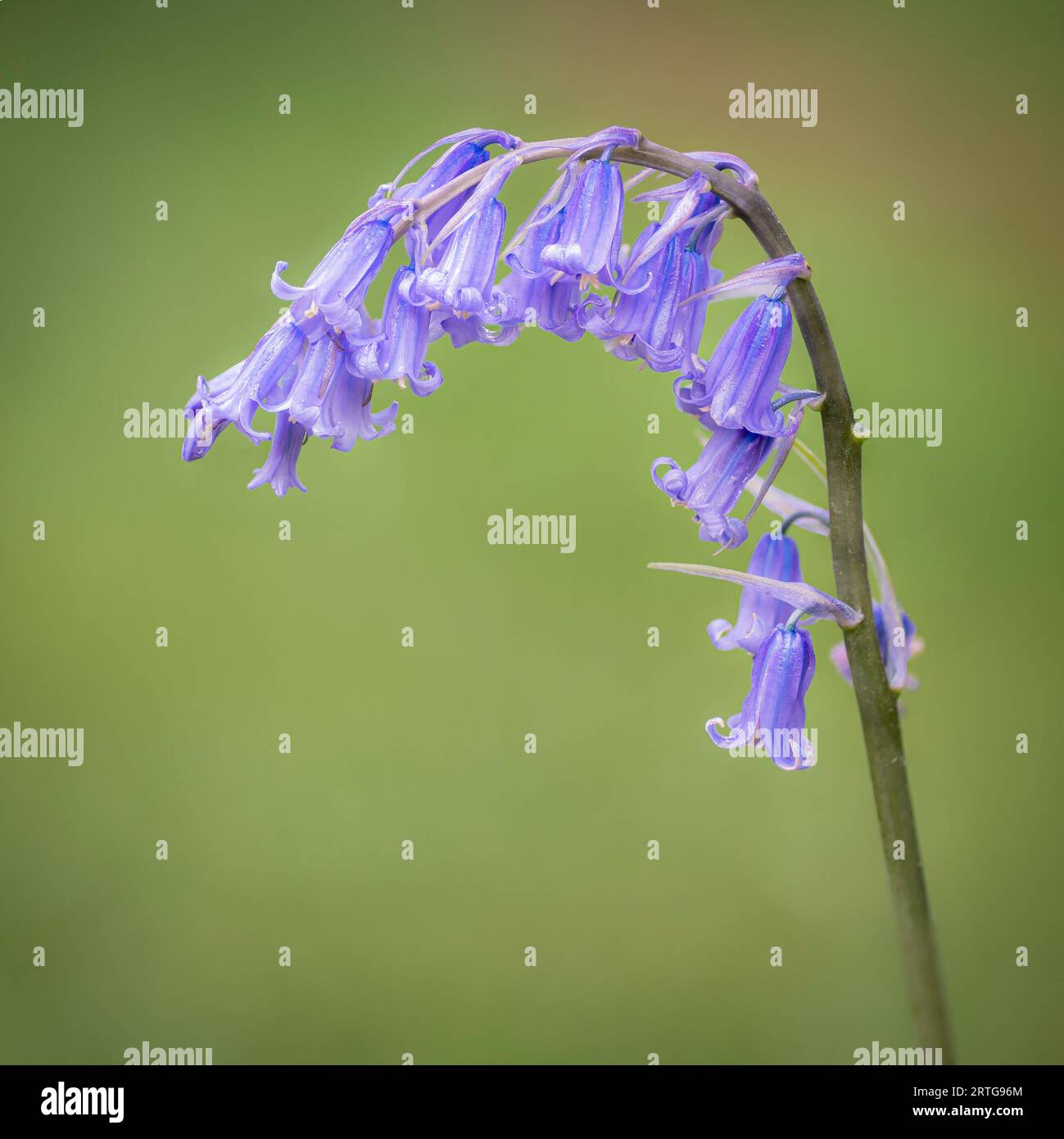 Single bluebell flower hi-res stock photography and images - Alamy