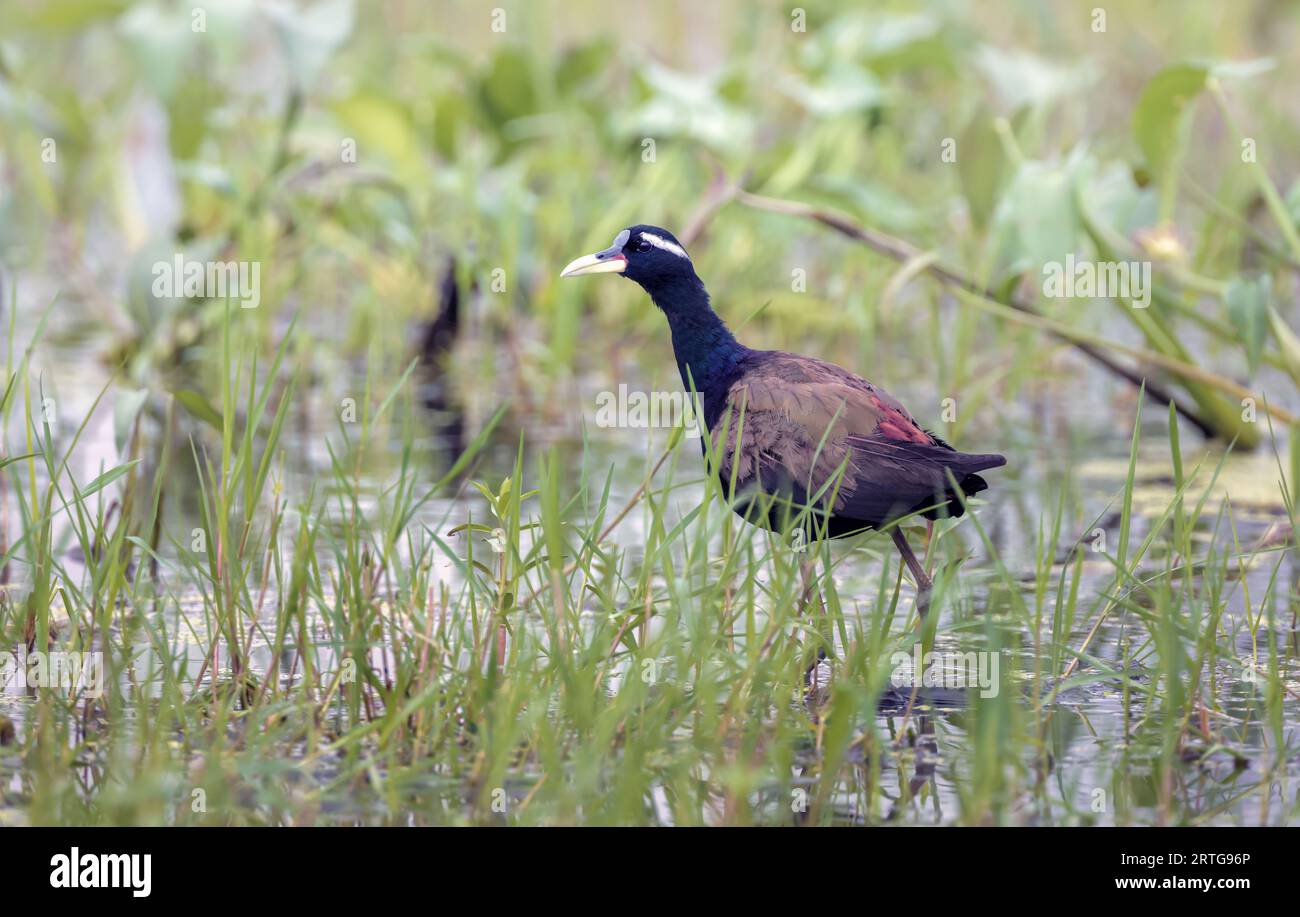 Bronze-winged jacana are a small domestic hen sized bird with very long ...