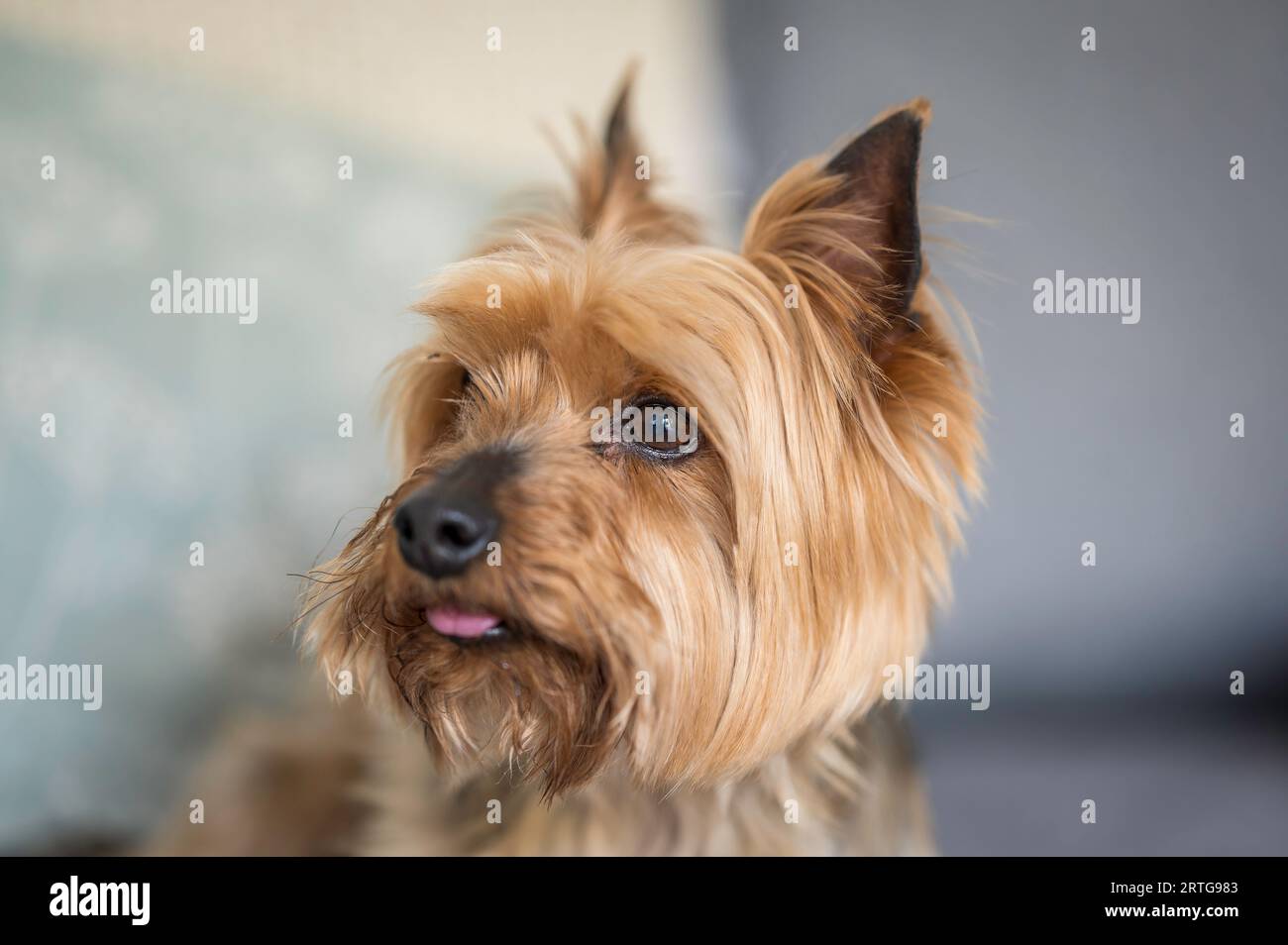 Friendly dog head profile hi-res stock photography and images - Alamy