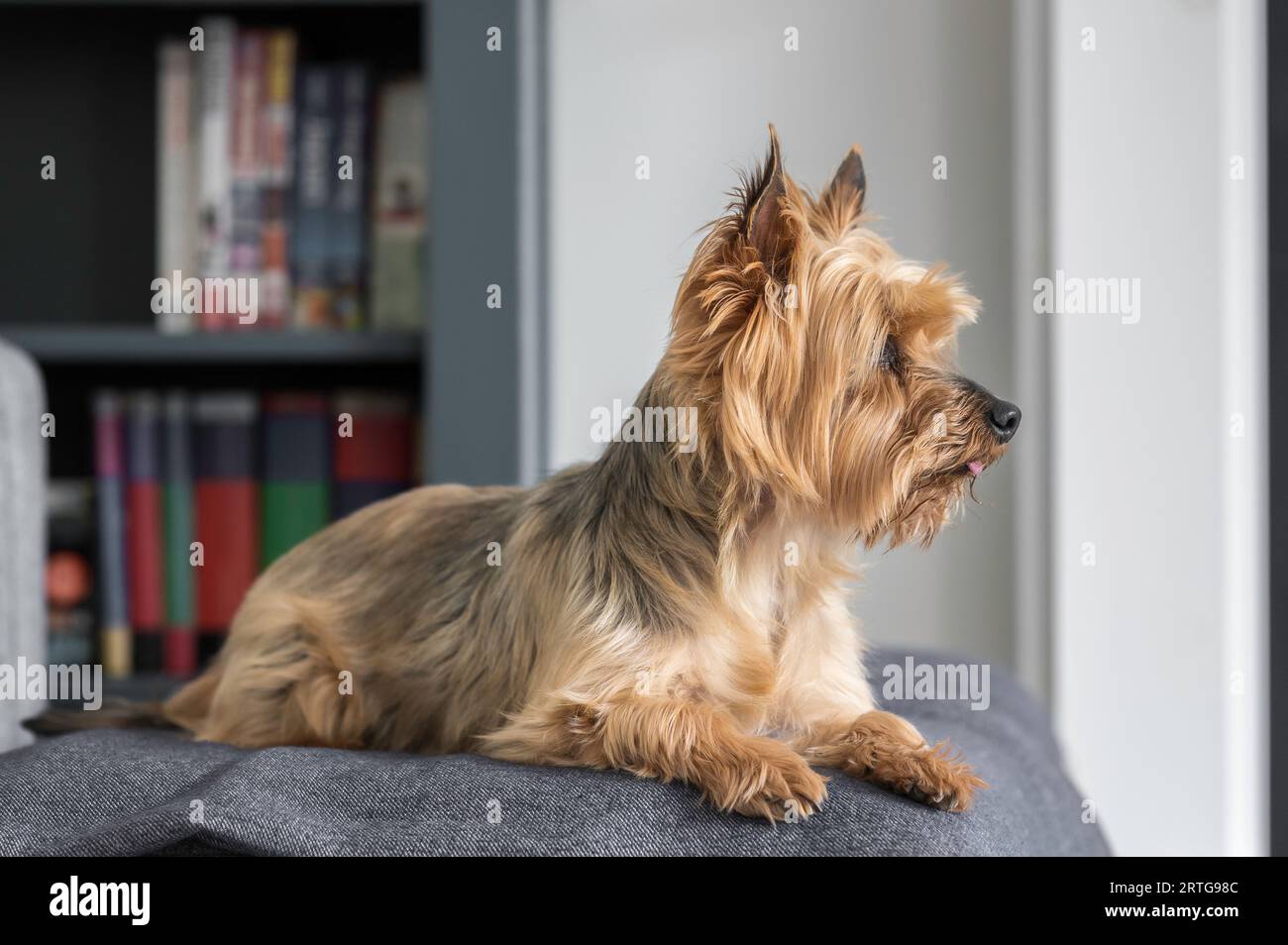 Yorkshire terrier portrait dog hi-res stock photography and images - Alamy