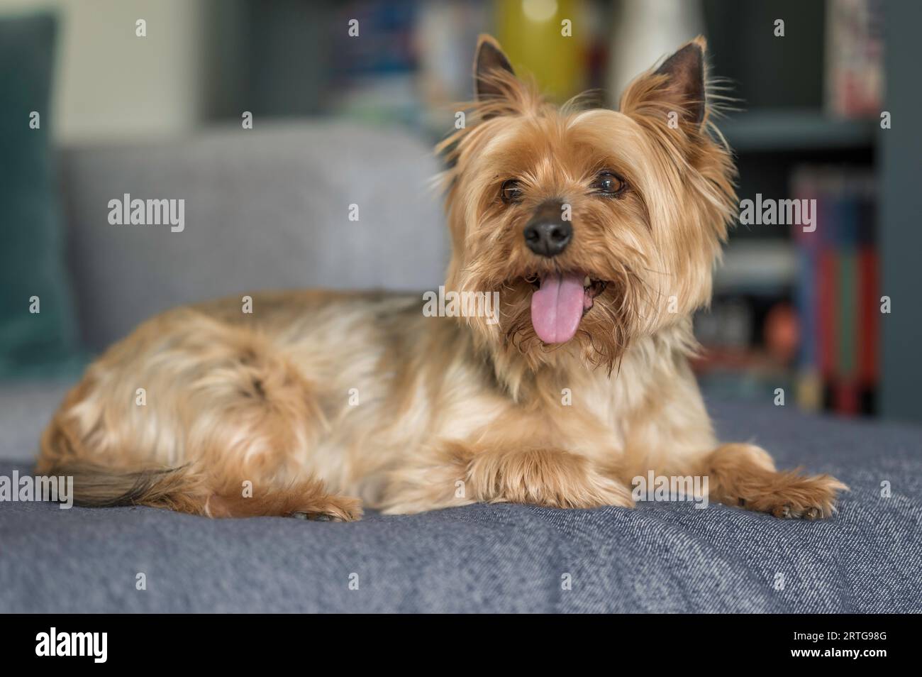 Cute dog full body hi-res stock photography and images - Alamy