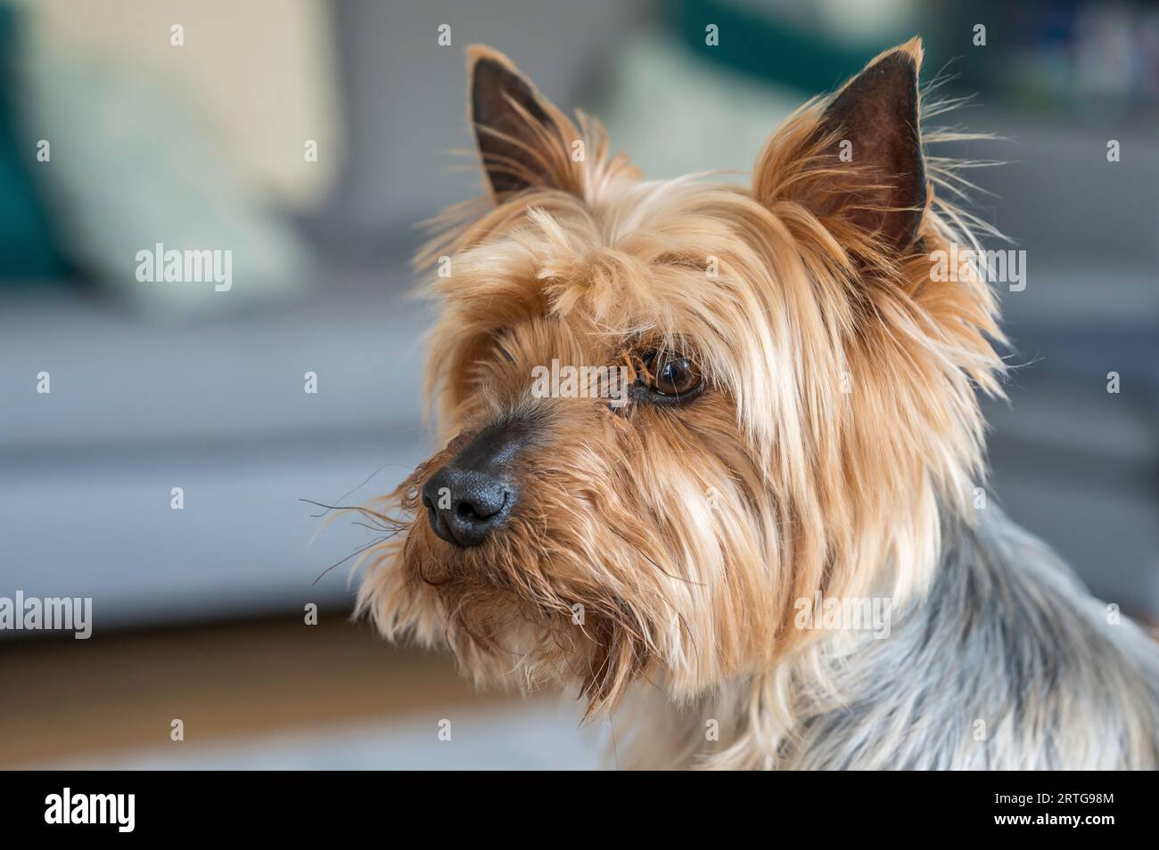 Friendly dog head profile hi-res stock photography and images - Alamy
