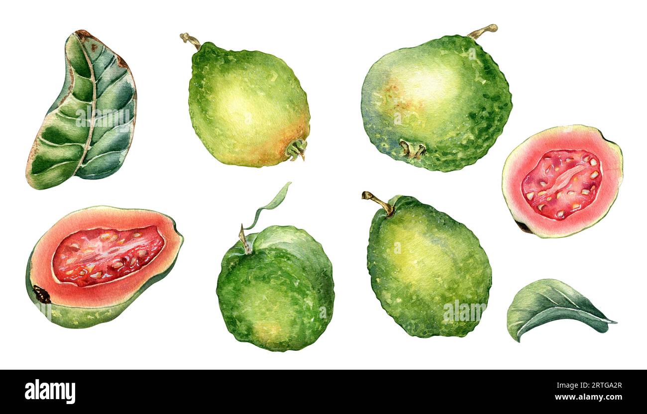 Set of half and slices guava watercolor illustration isolated on white ...