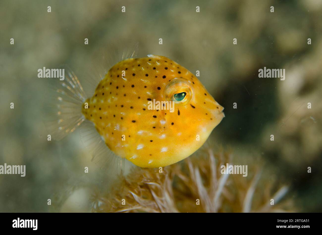 Juvenile Puffer Filefish, Brachaluteres taylori, Tasi Tolu dive site ...