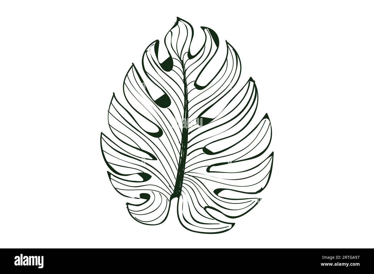 Monstera leaf line art on white background, isolated Stock Photo - Alamy