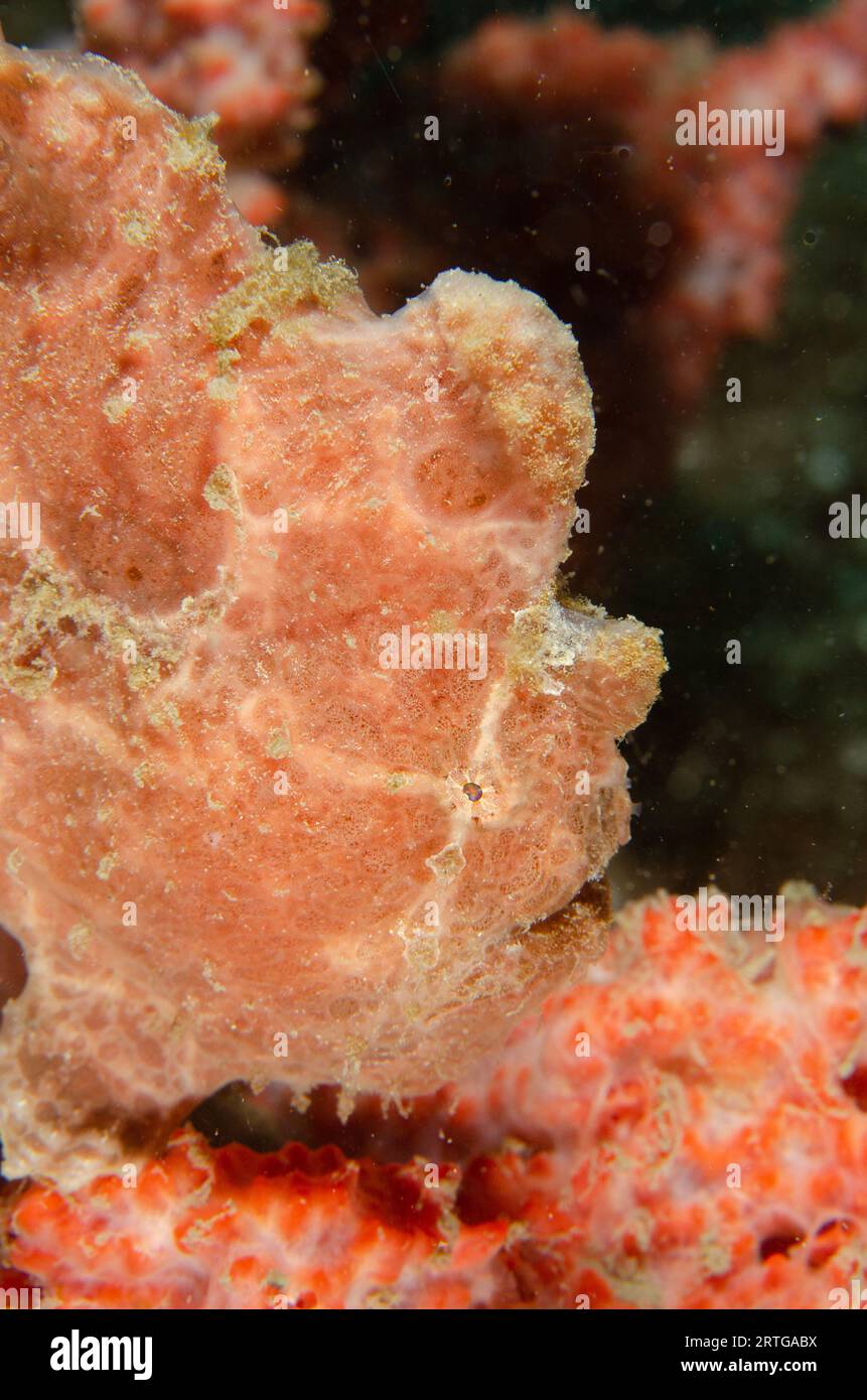 Painted Frogfish, Antennarius pictus, camouflaged on Sponge, Porifera ...