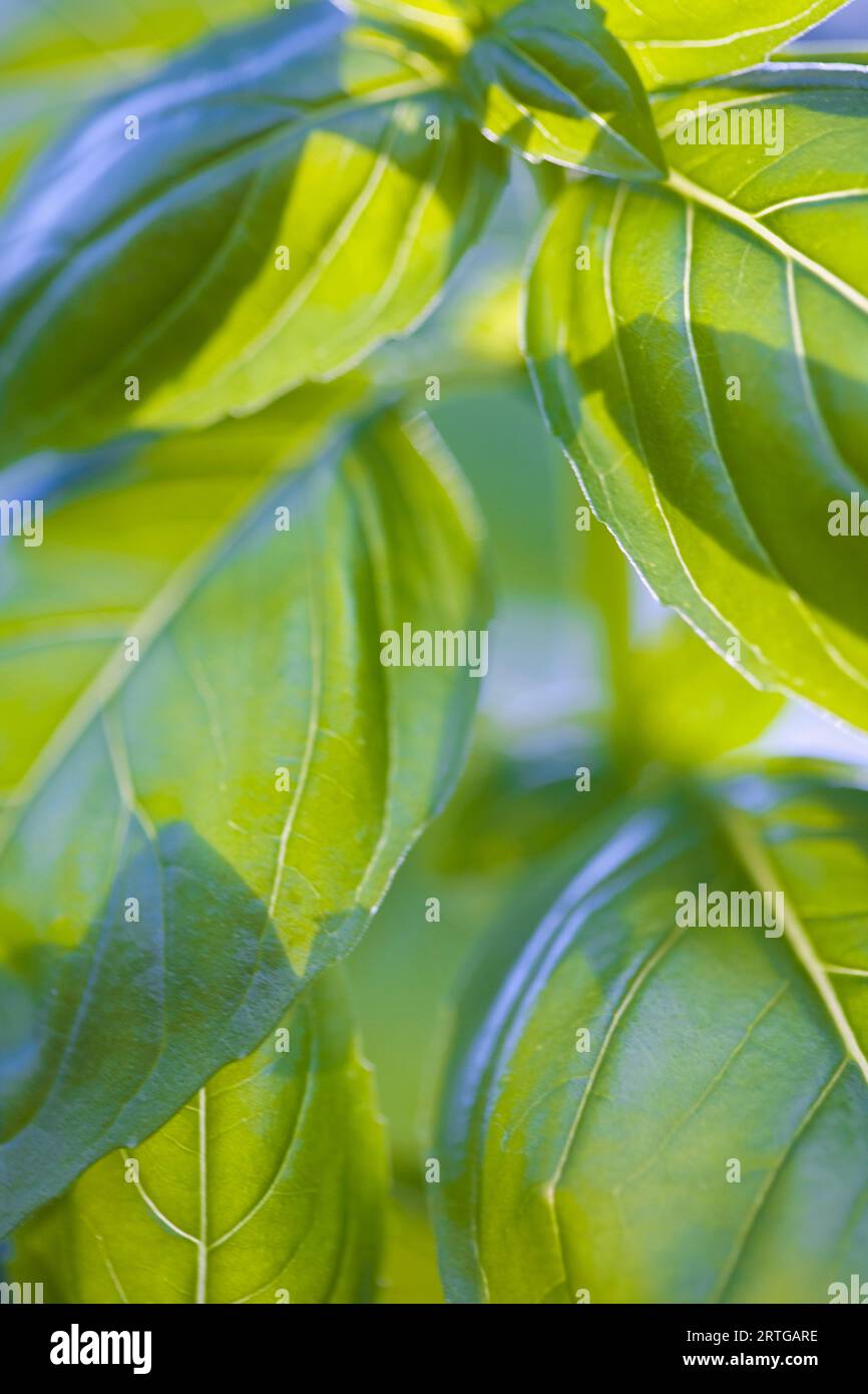 Extreme close up detail view hi-res stock photography and images - Alamy