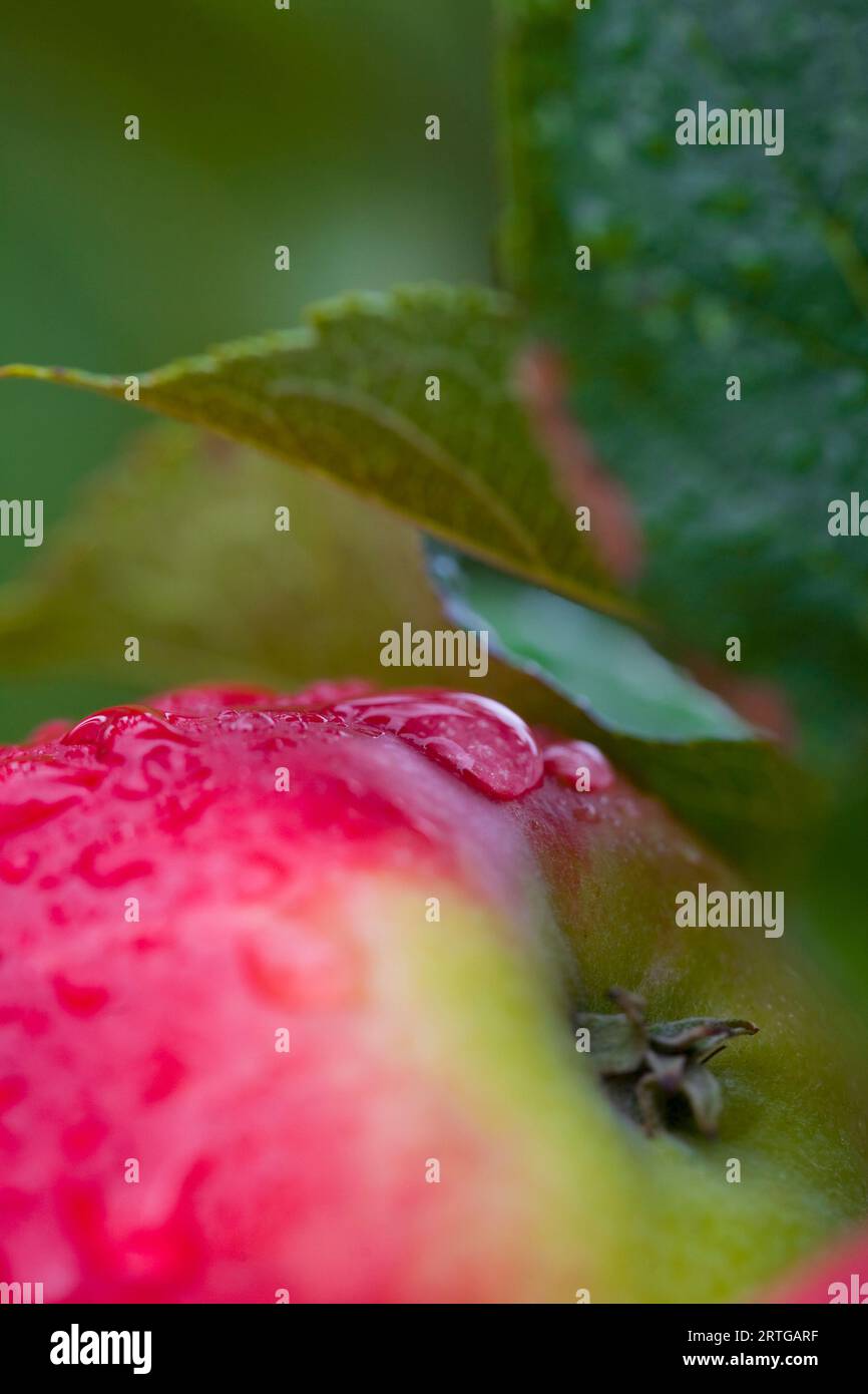 Pink lady cripps pink hi-res stock photography and images - Alamy