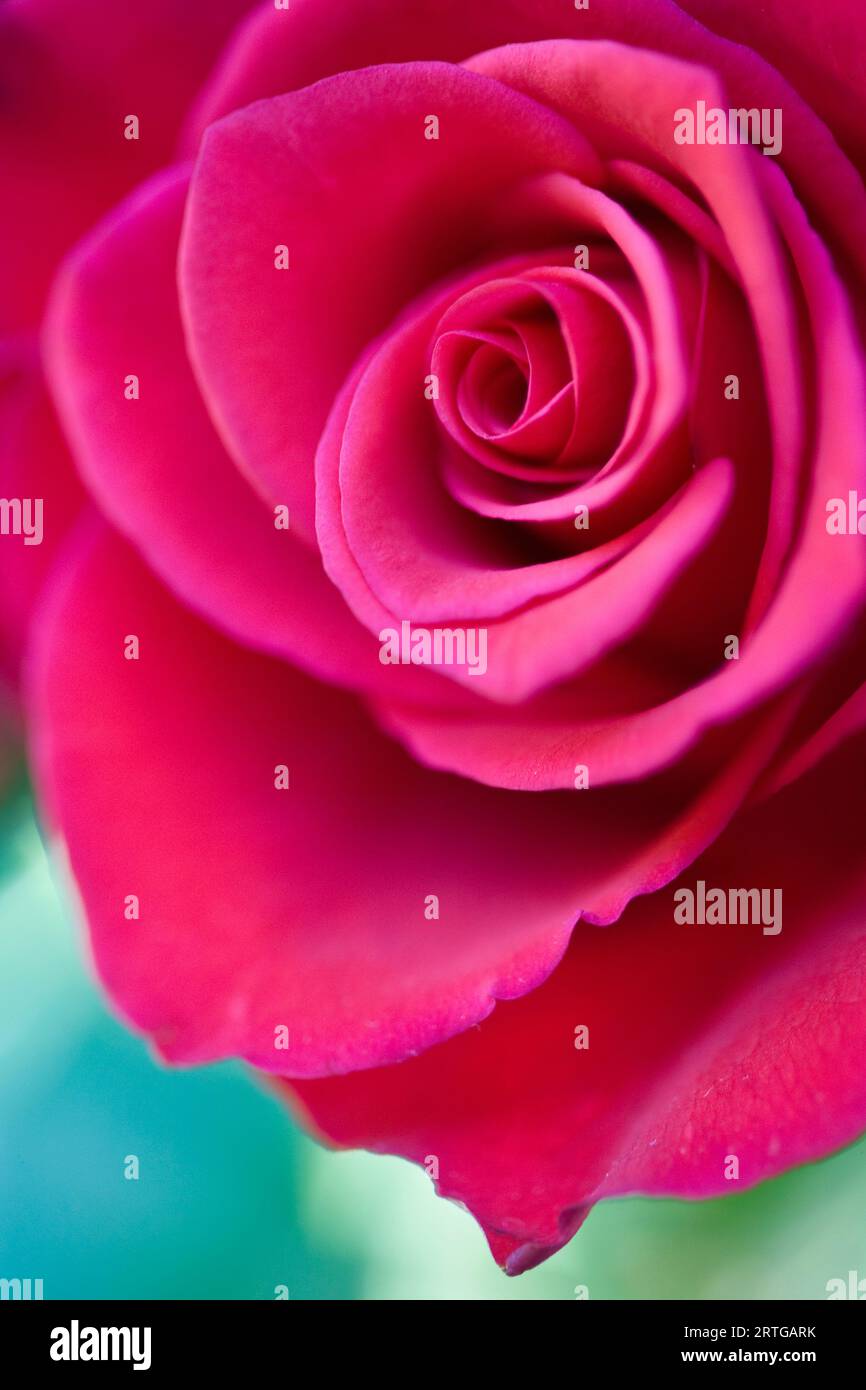 Dark pink rose hi-res stock photography and images - Alamy