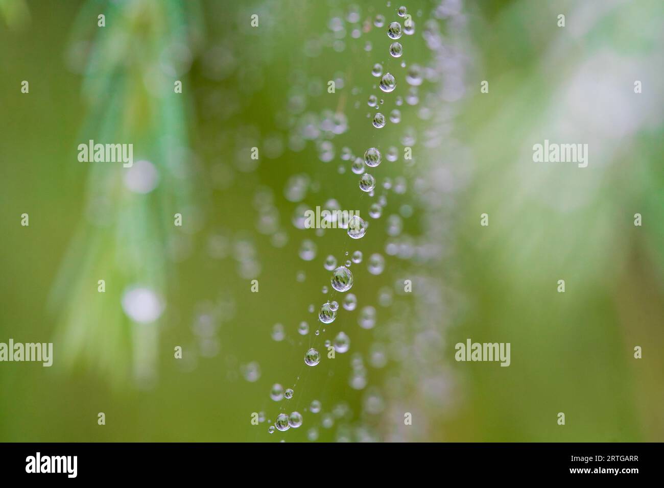 Close up of rain drops over cobwebs Stock Photo - Alamy