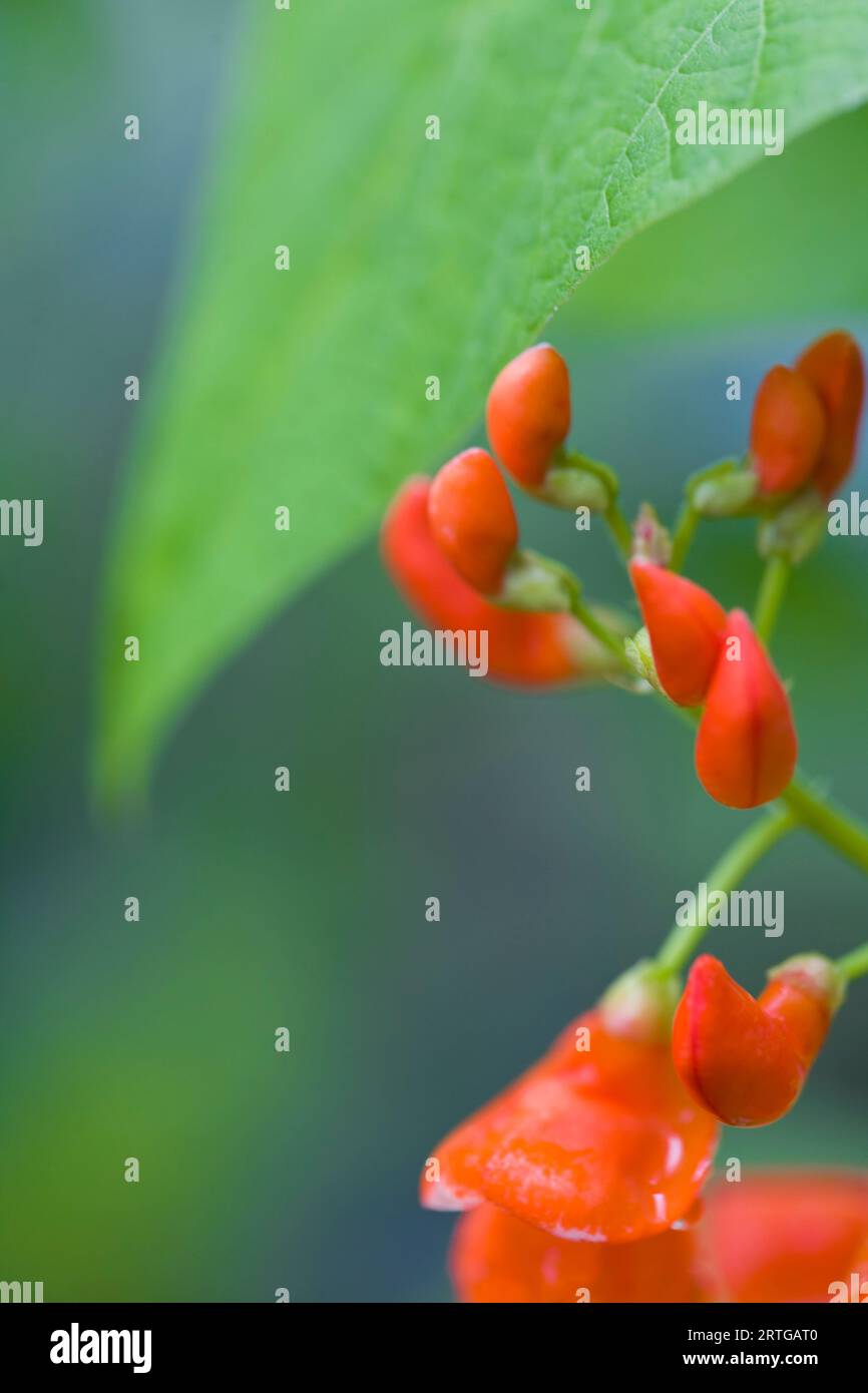 Scarlet runner bean flower hi-res stock photography and images - Alamy